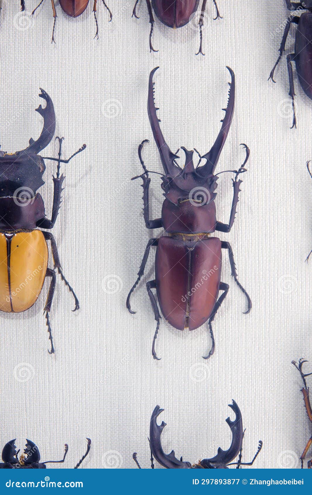 Insect specimen stock image. Image of coleoptera, sample - 297893877