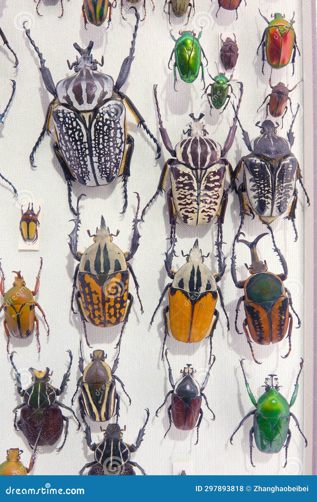 Insect specimen stock photo. Image of coleoptera, beetles - 297893818