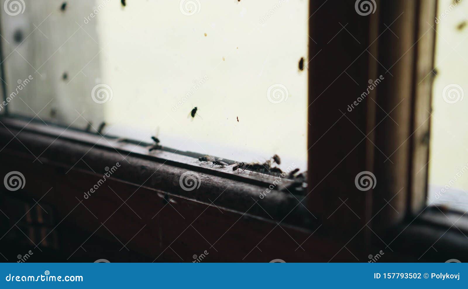Close-up of Insects. a Cluster of Flies on the Window Stock Footage ...