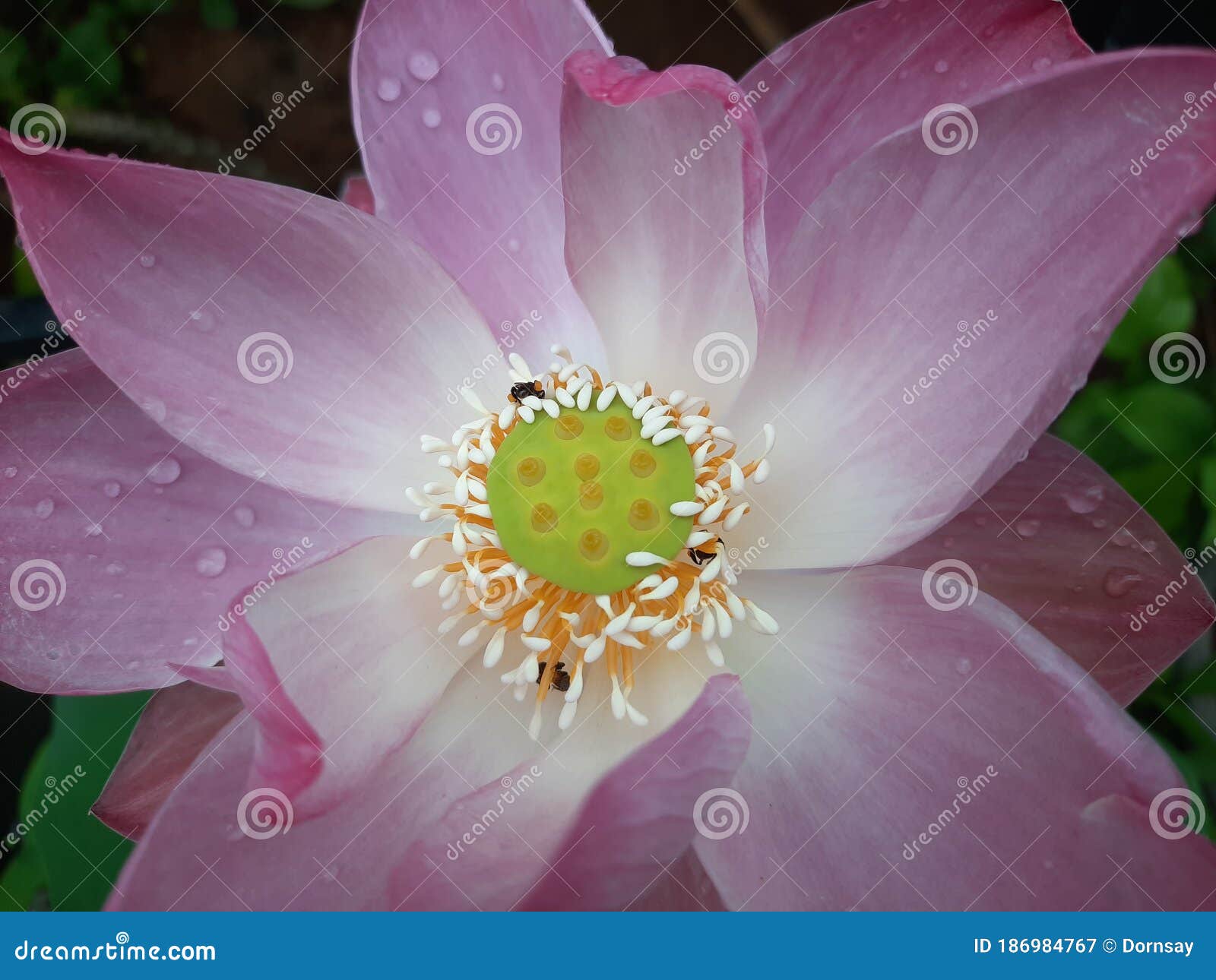Close Up of Insects are Sucking Nectar from Lotus Flowers Stock Image ...