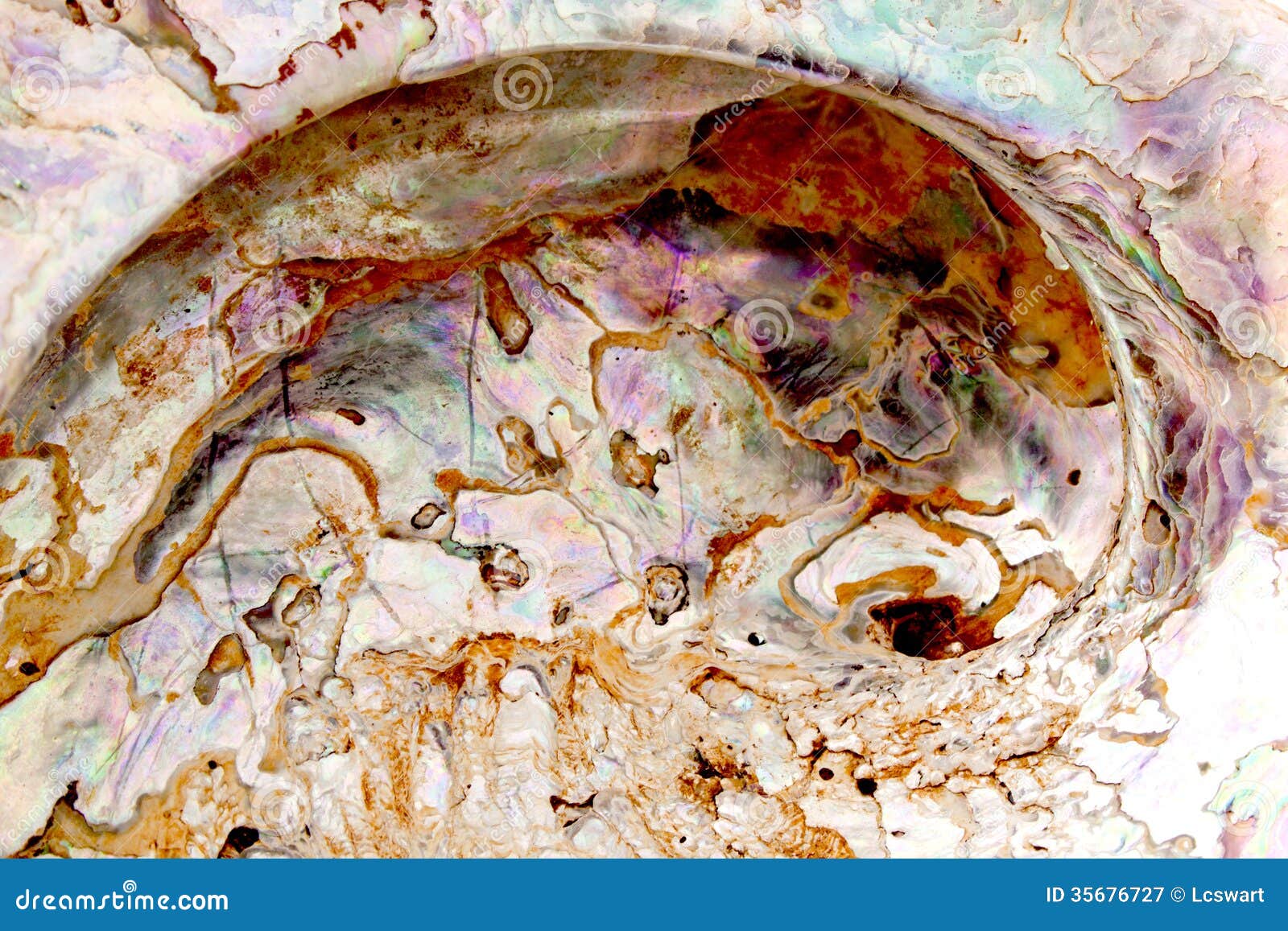 Close Up of Inside of Abalone Shell with Mother-of-Pearl Stock Image ...