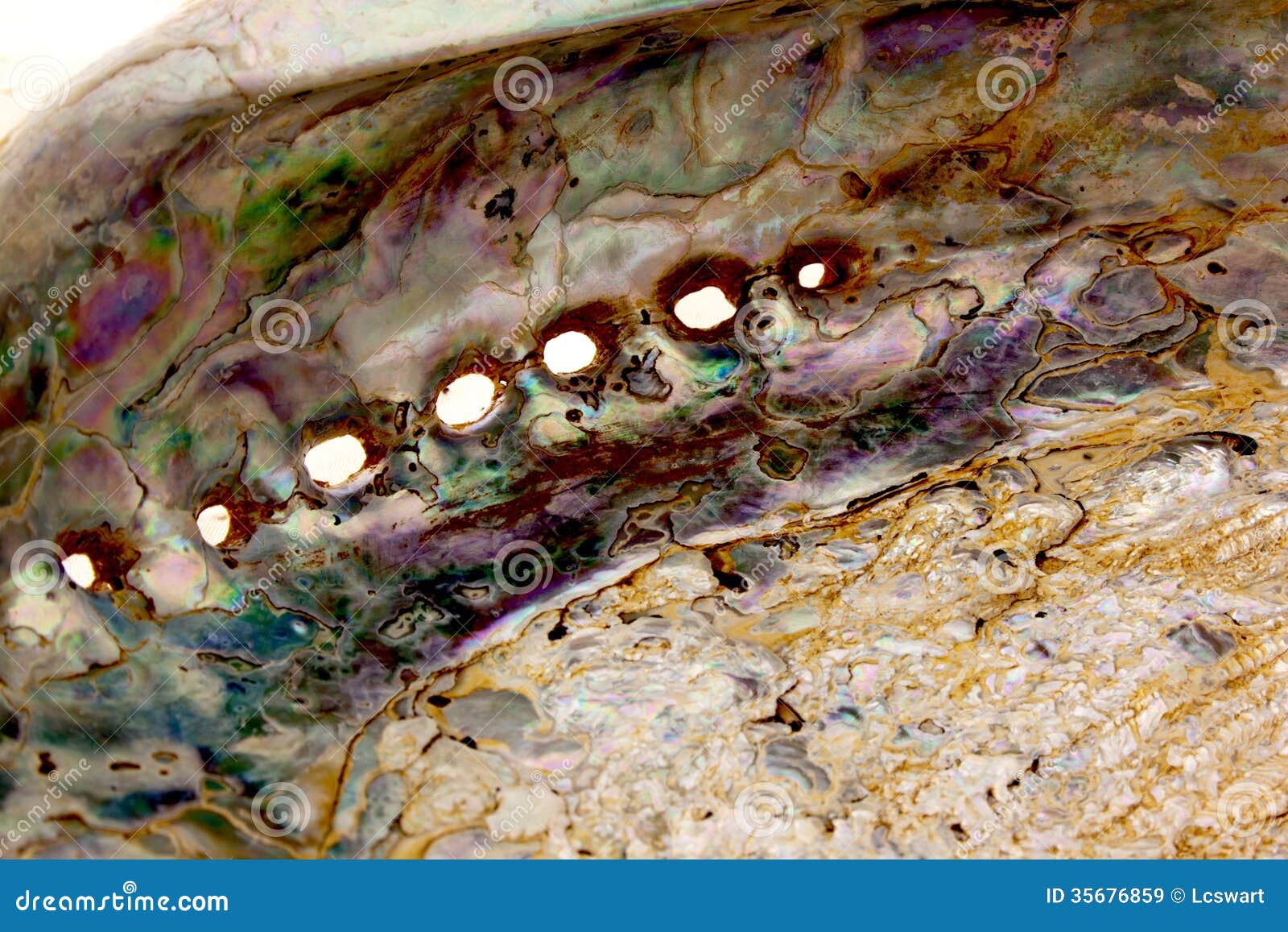 Inside Of Abalone Shell