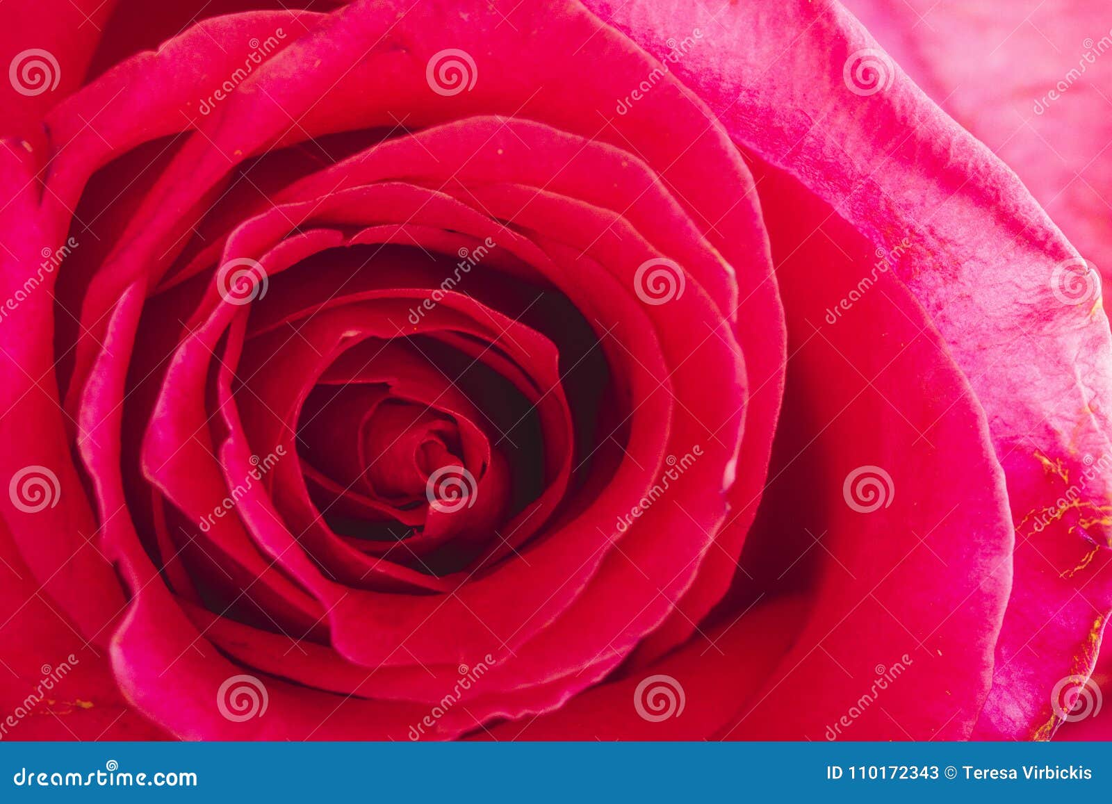 Close Up of Inside of Pink Rose Stock Image - Image of gift, blossom ...