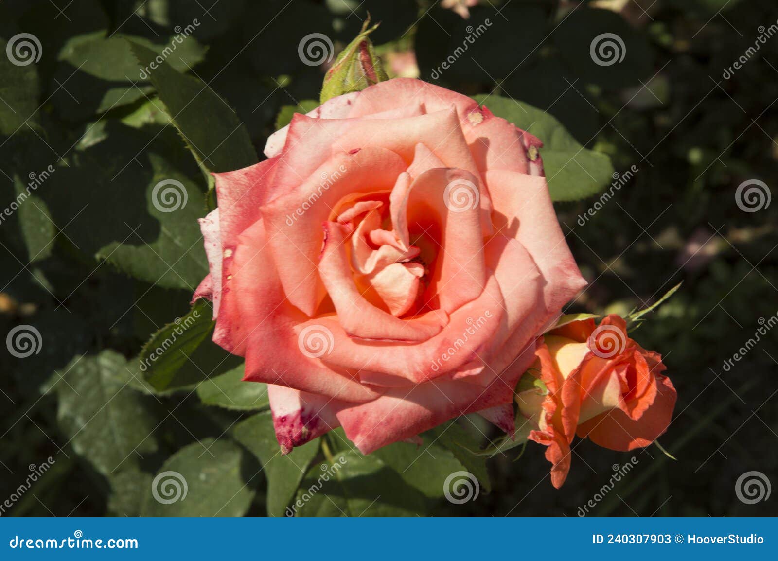 Starshaped Rose Stock Photos - Free & Royalty-Free Stock Photos from ...