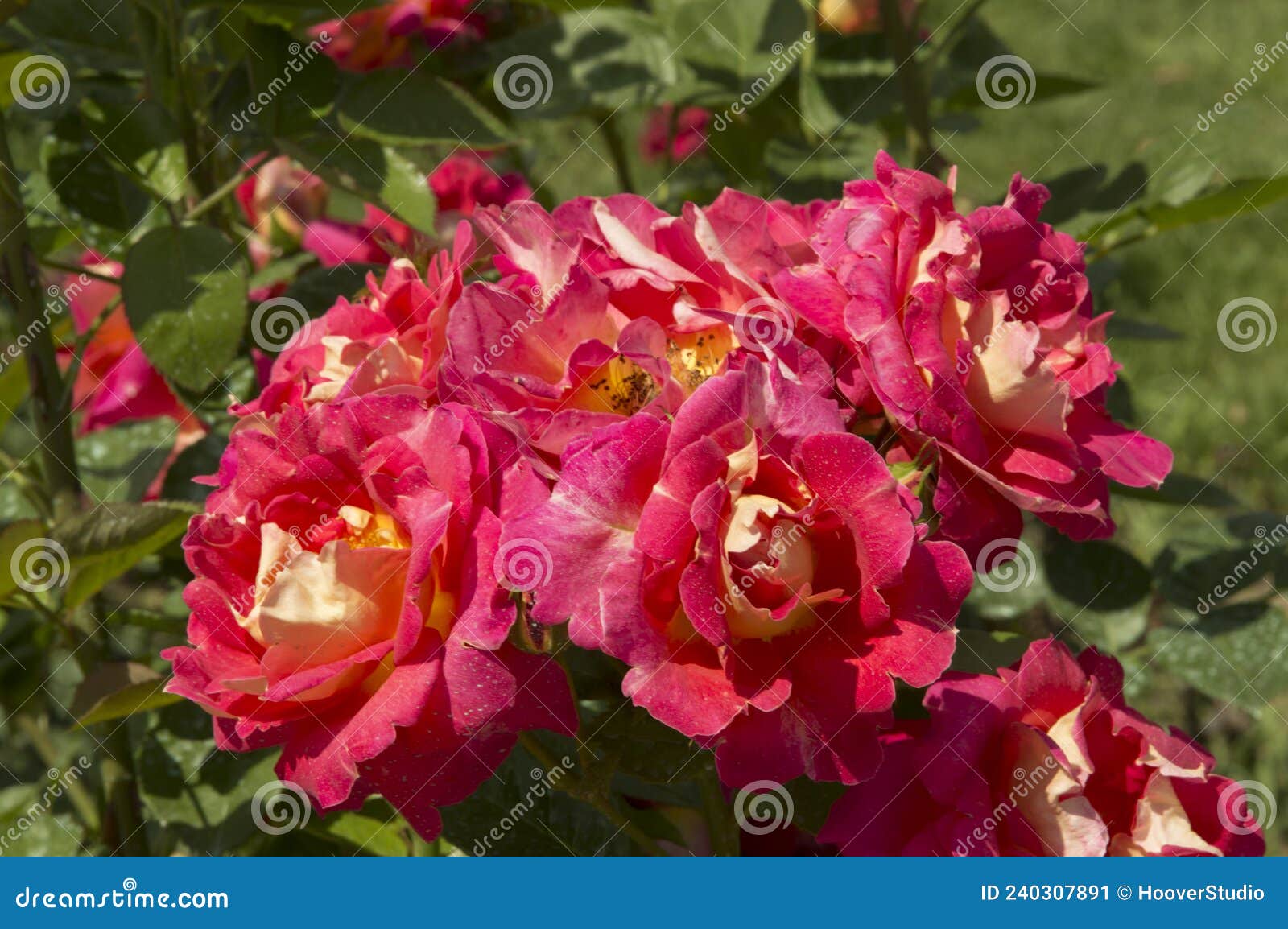 Close-up: Intense Pink Tea Rose Bunches Stock Image - Image of calendar ...