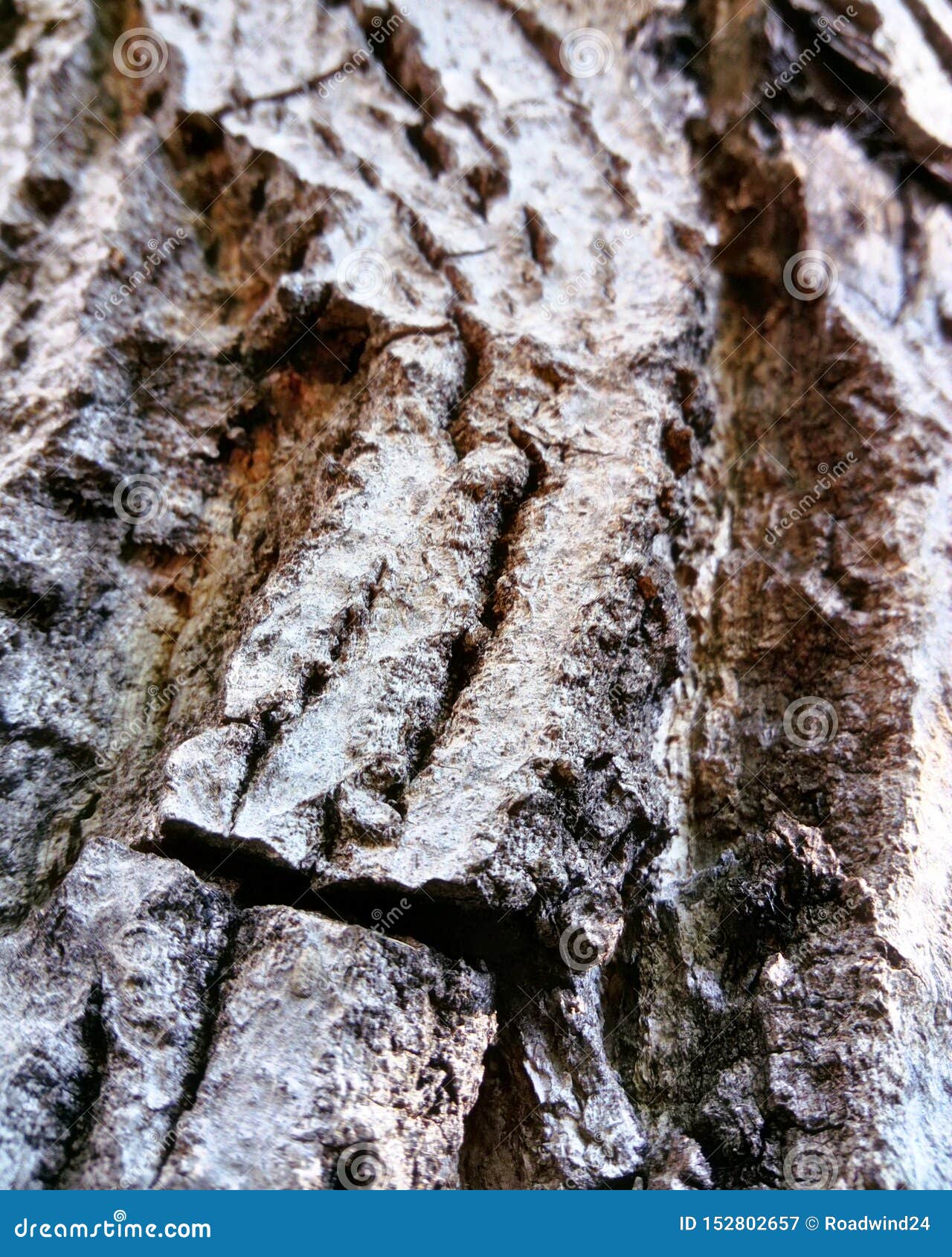 Interesting Shape of Tree Bark Stock Image - Image of interesting, wood ...
