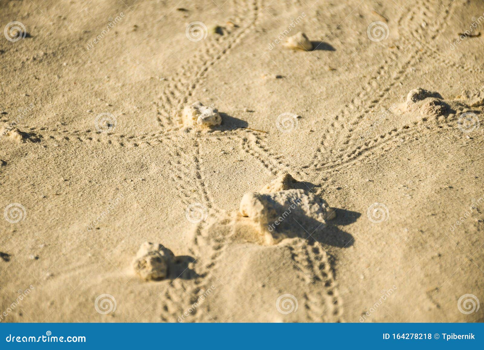 Close Up of Intertwined Small Crab Footpaths Lines Stock Photo - Image ...