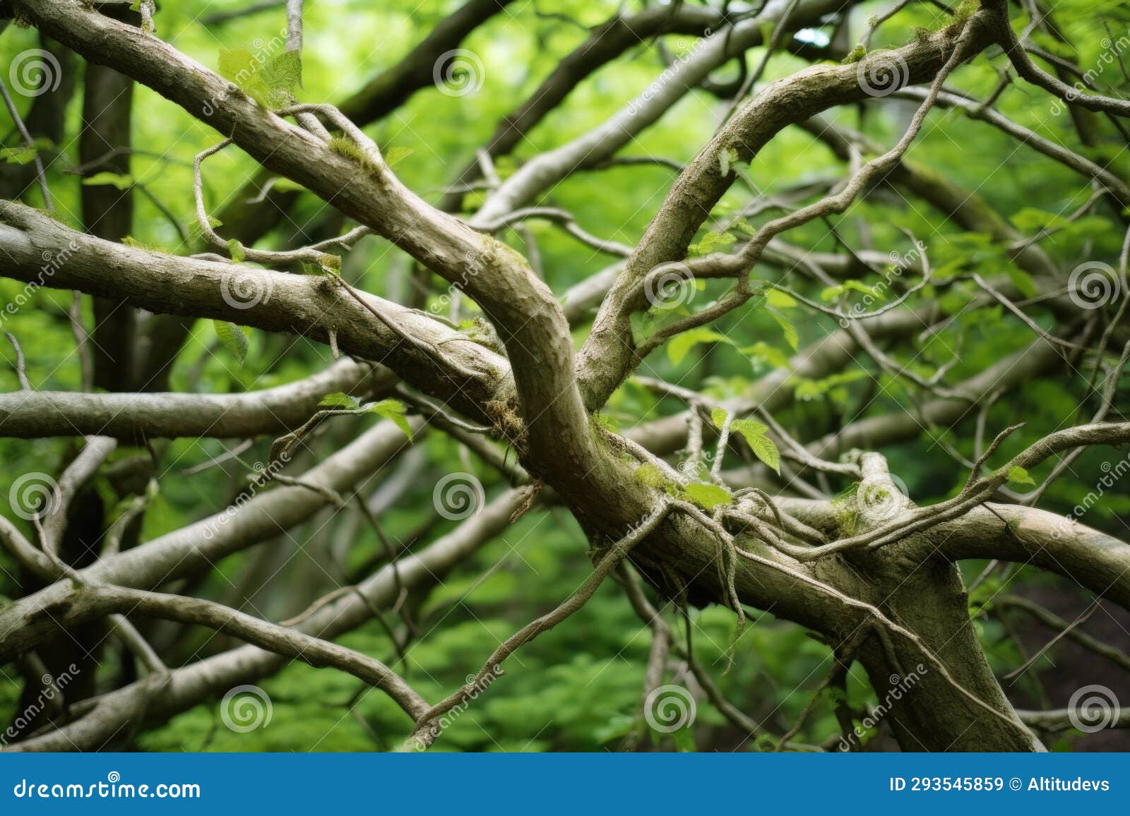Close-up of Intertwined Tree Branches in a Forest Stock Image - Image ...