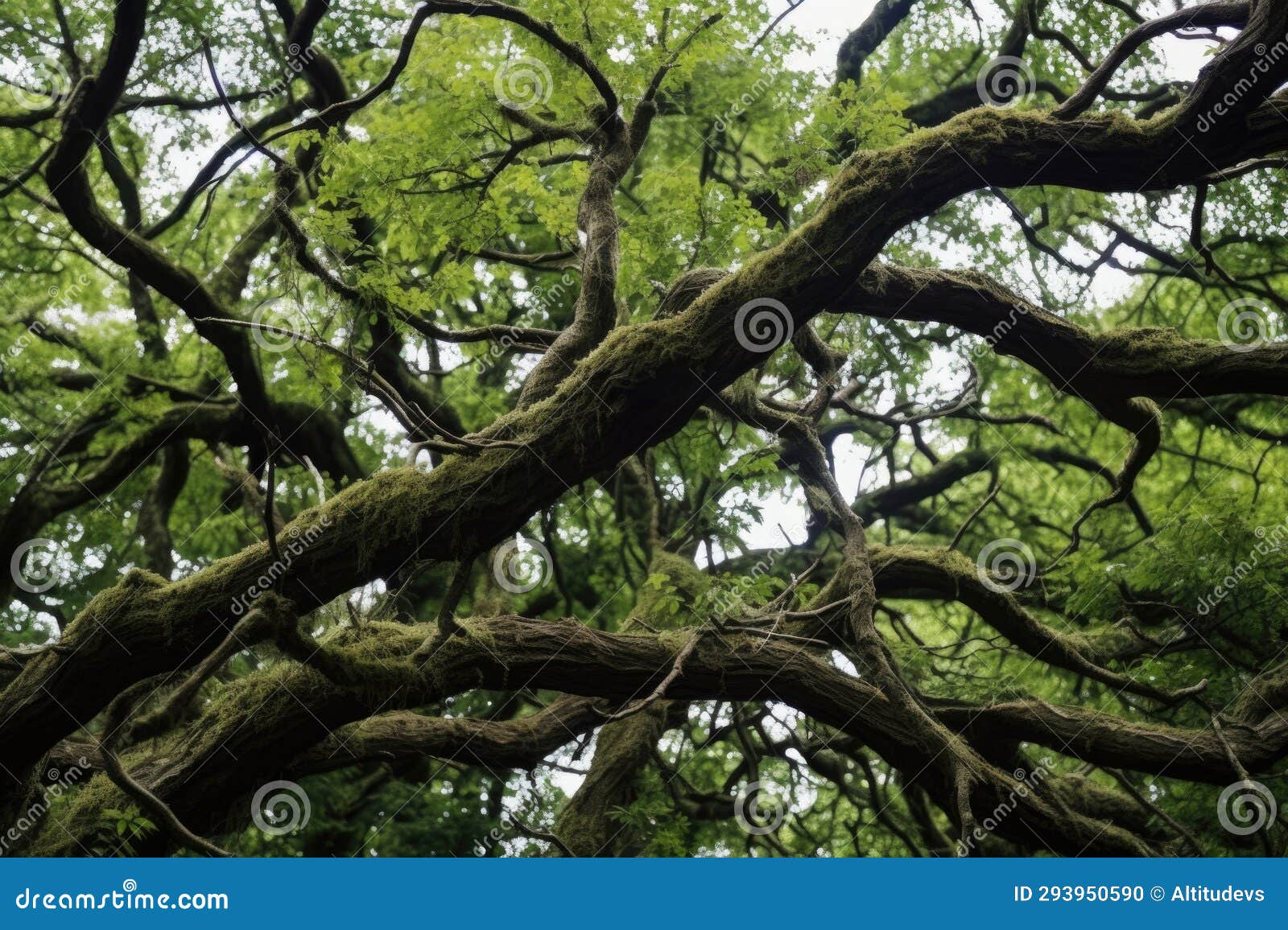 Close-up of Intertwined Tree Branches in a Forest Stock Photo - Image ...