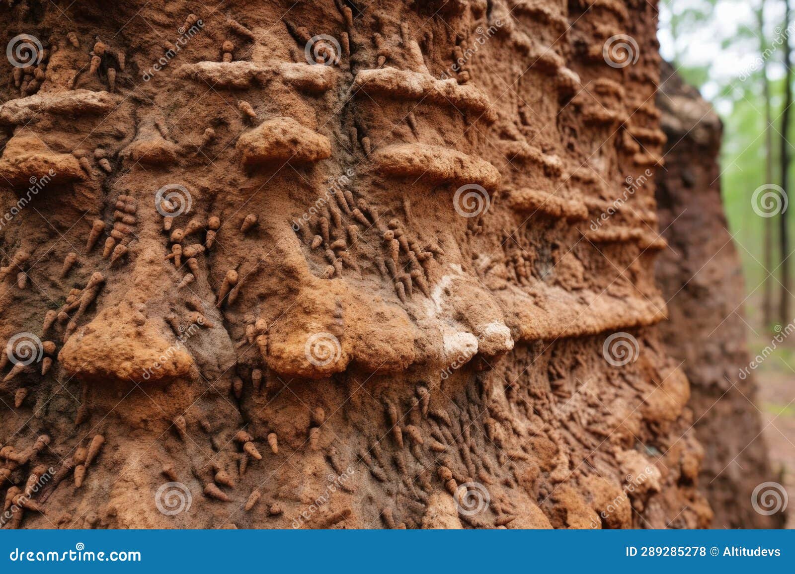 Close-up of Intricate Termite Mound Texture Stock Illustration ...