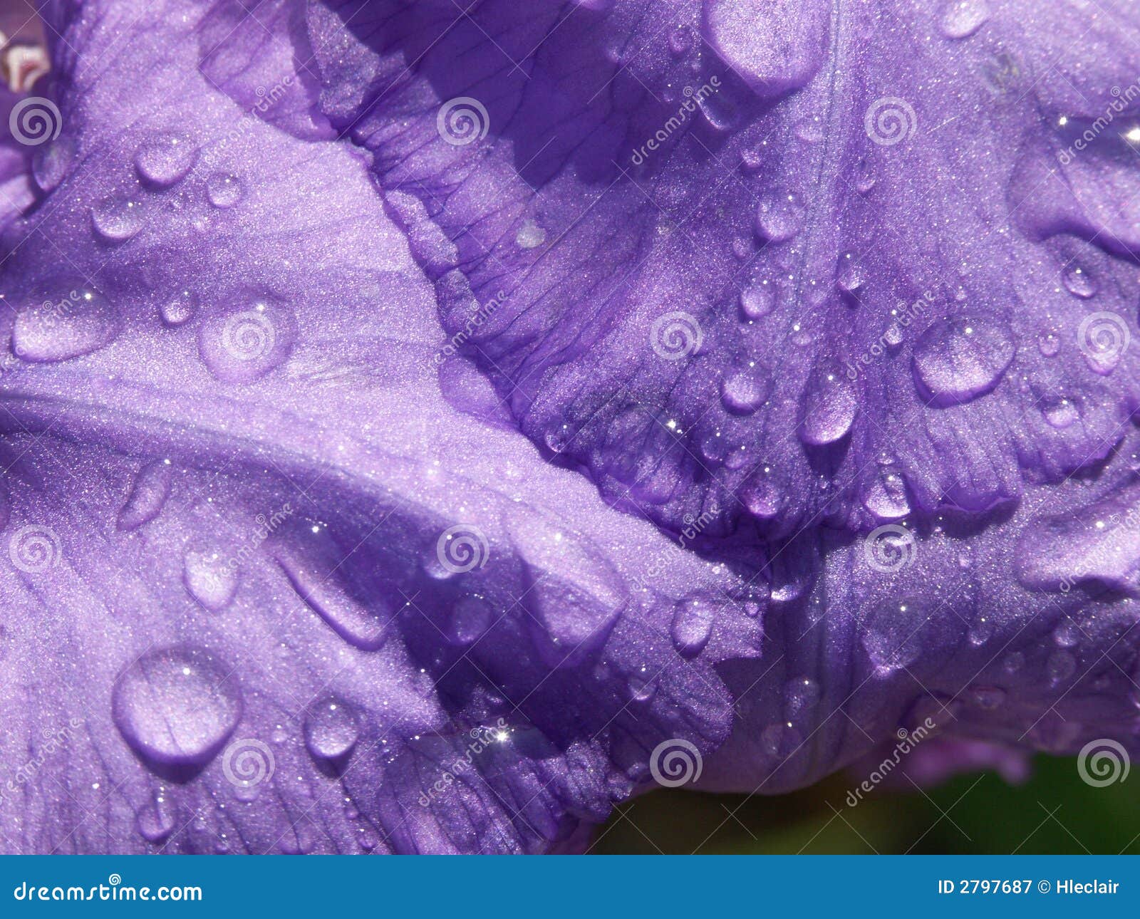Close-up of an Iris with Drops Stock Image - Image of violet, fresh ...
