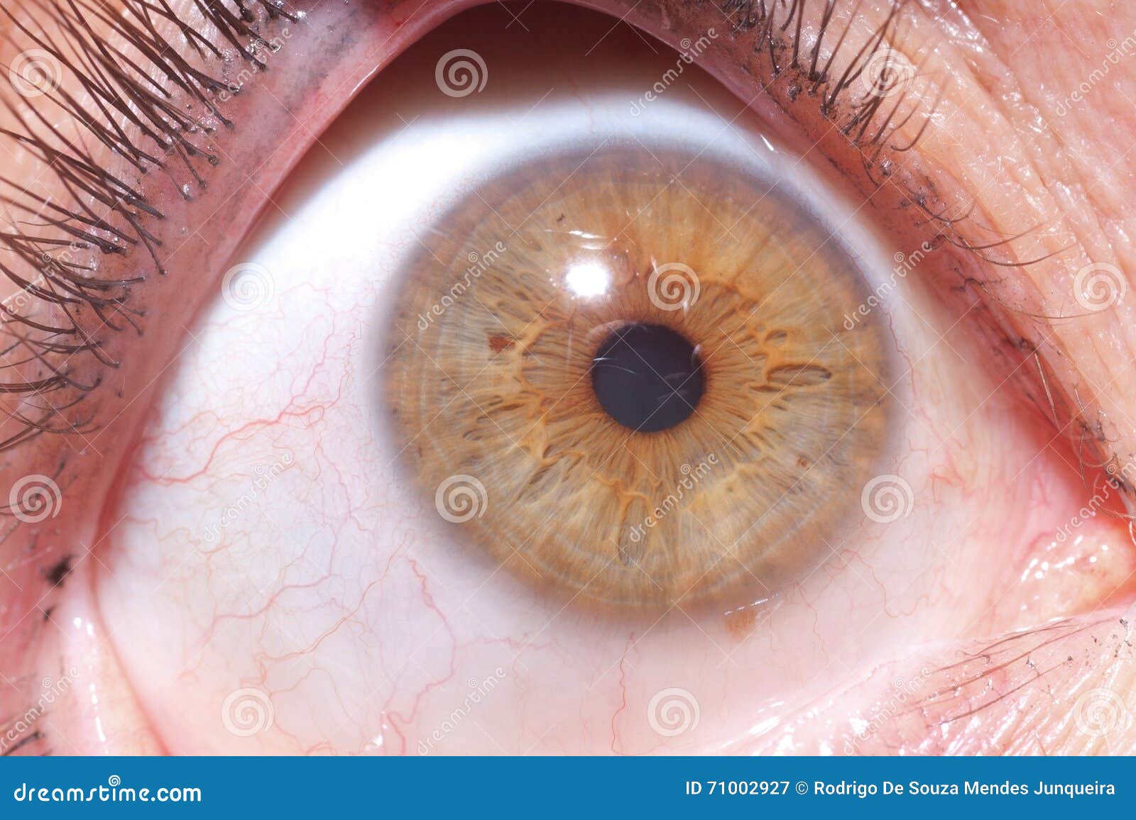 Close Up on the Iris of the Eye Stock Image - Image of people, face ...