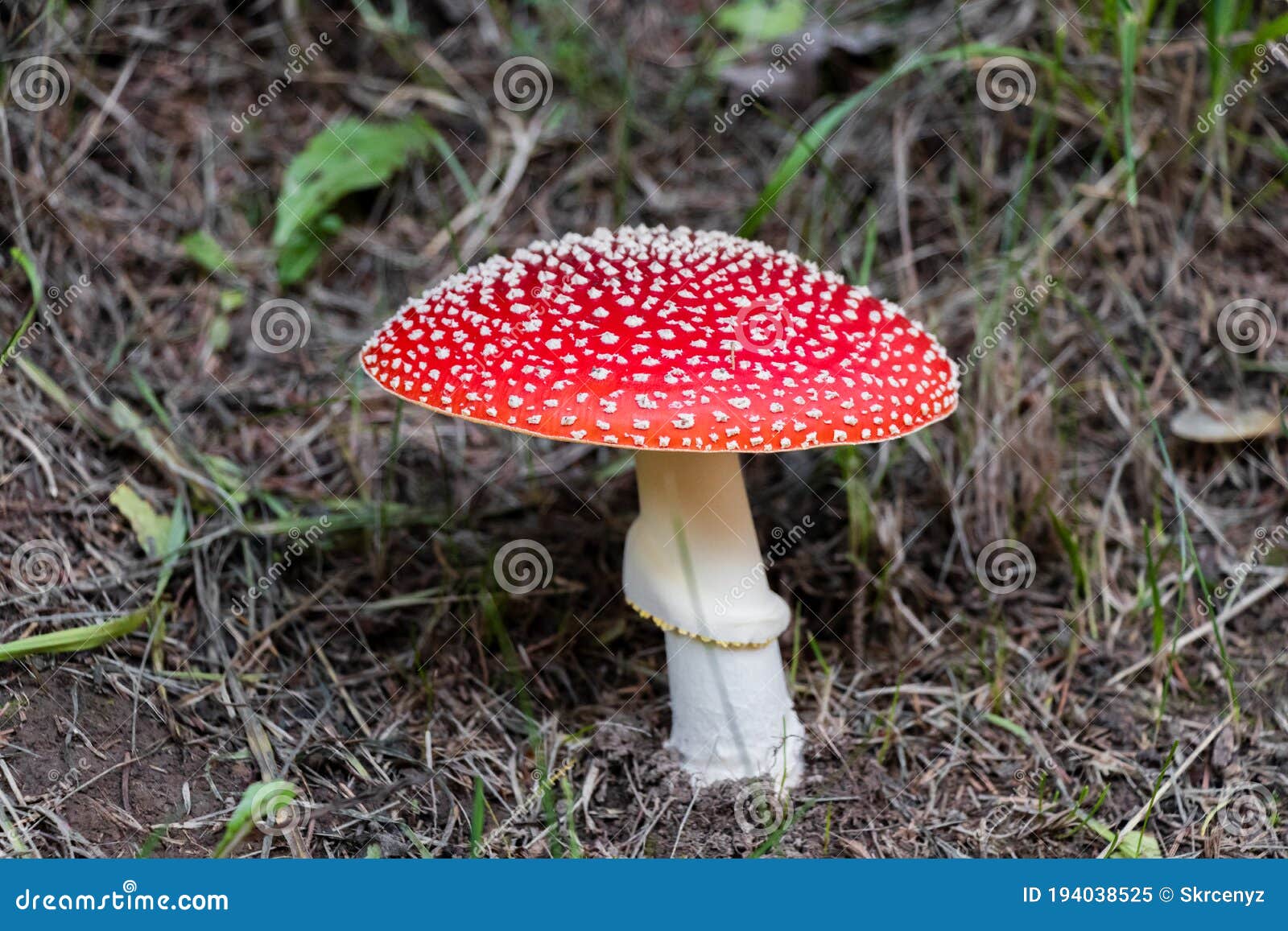 Close Up on Isolated Mushroom Toadstool Stock Image - Image of ...