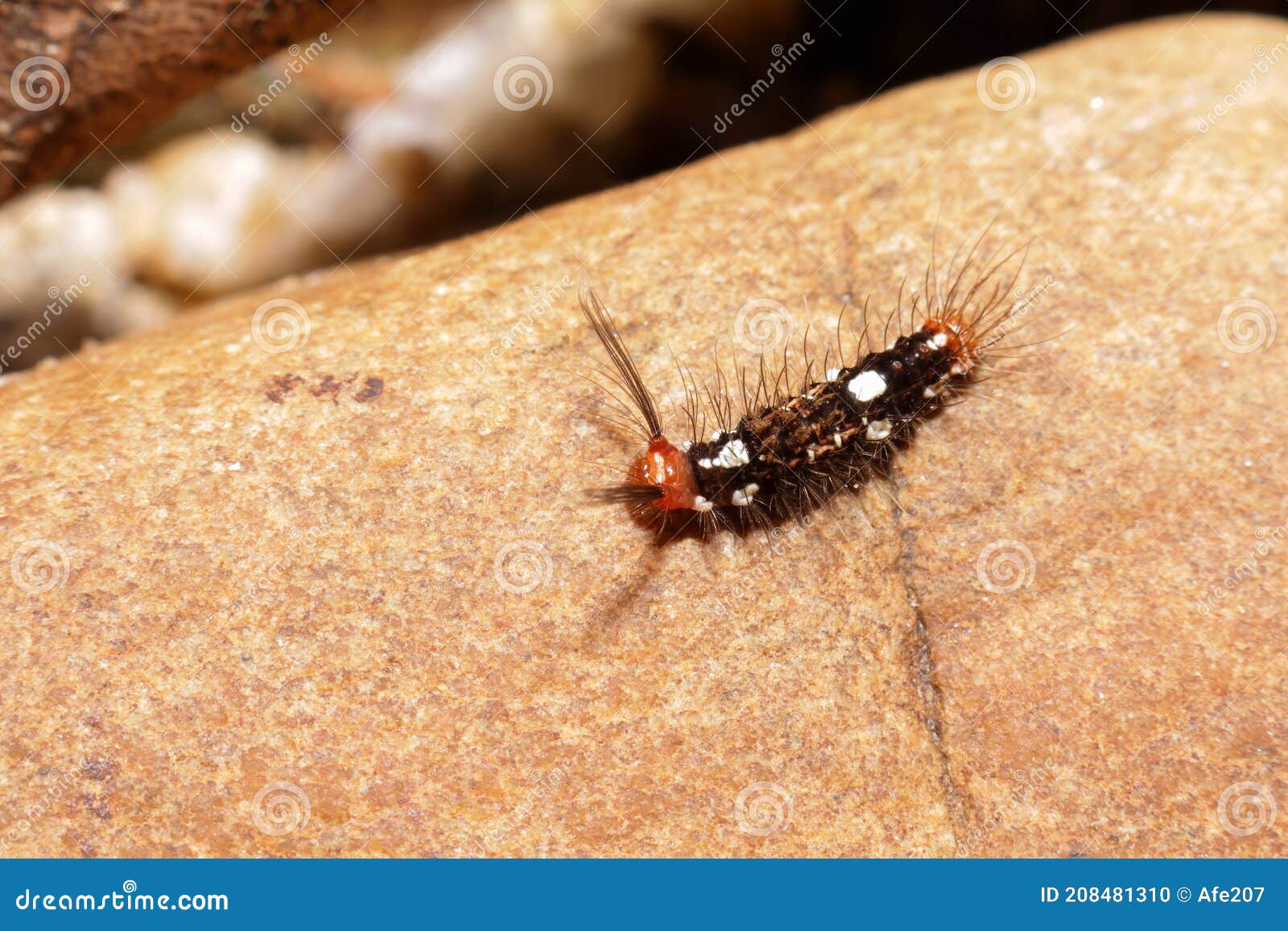 Close-up Itchy Worm Caterpillars, Concept Work Stock Photo - Image of ...
