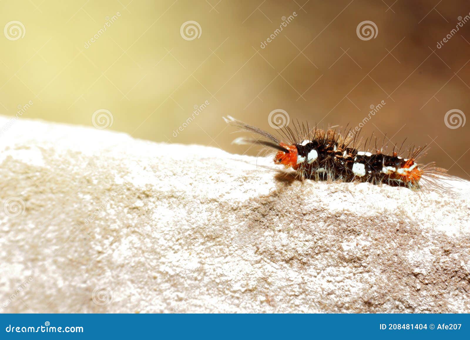 Close-up Itchy Worm Caterpillars, Concept Work Stock Photo - Image of ...
