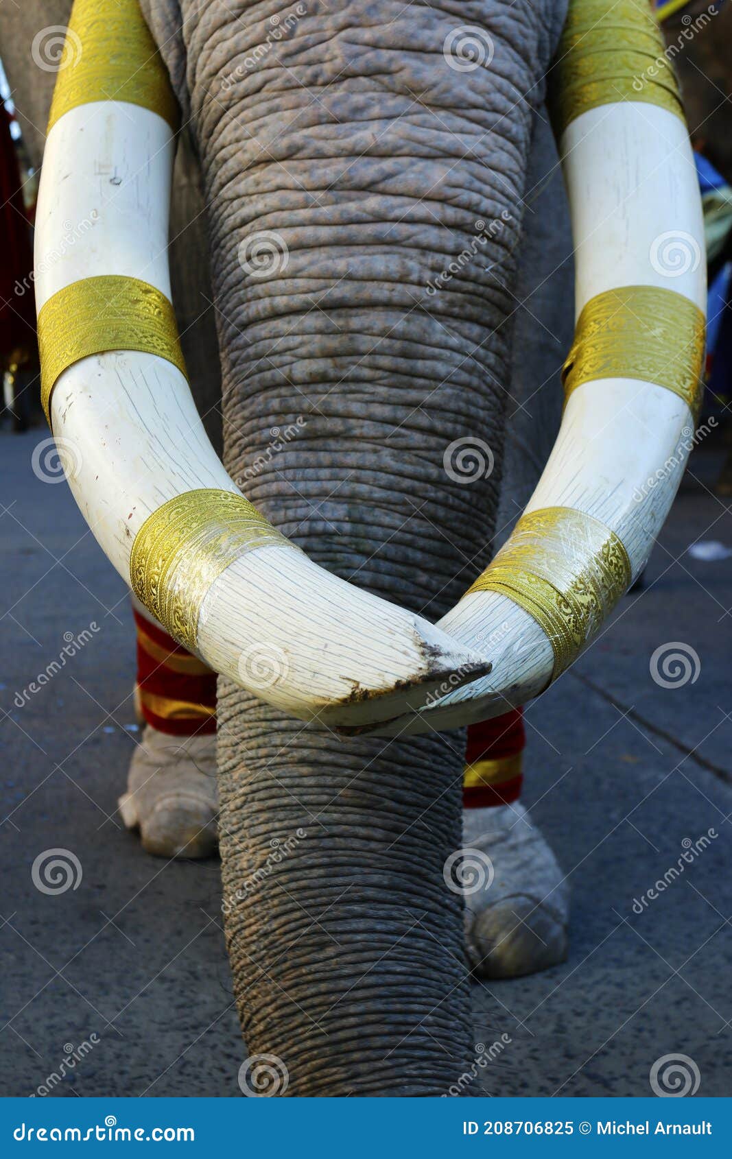 Close Up of Ivory Tusk of Asian Elephant Stock Image - Image of animal ...