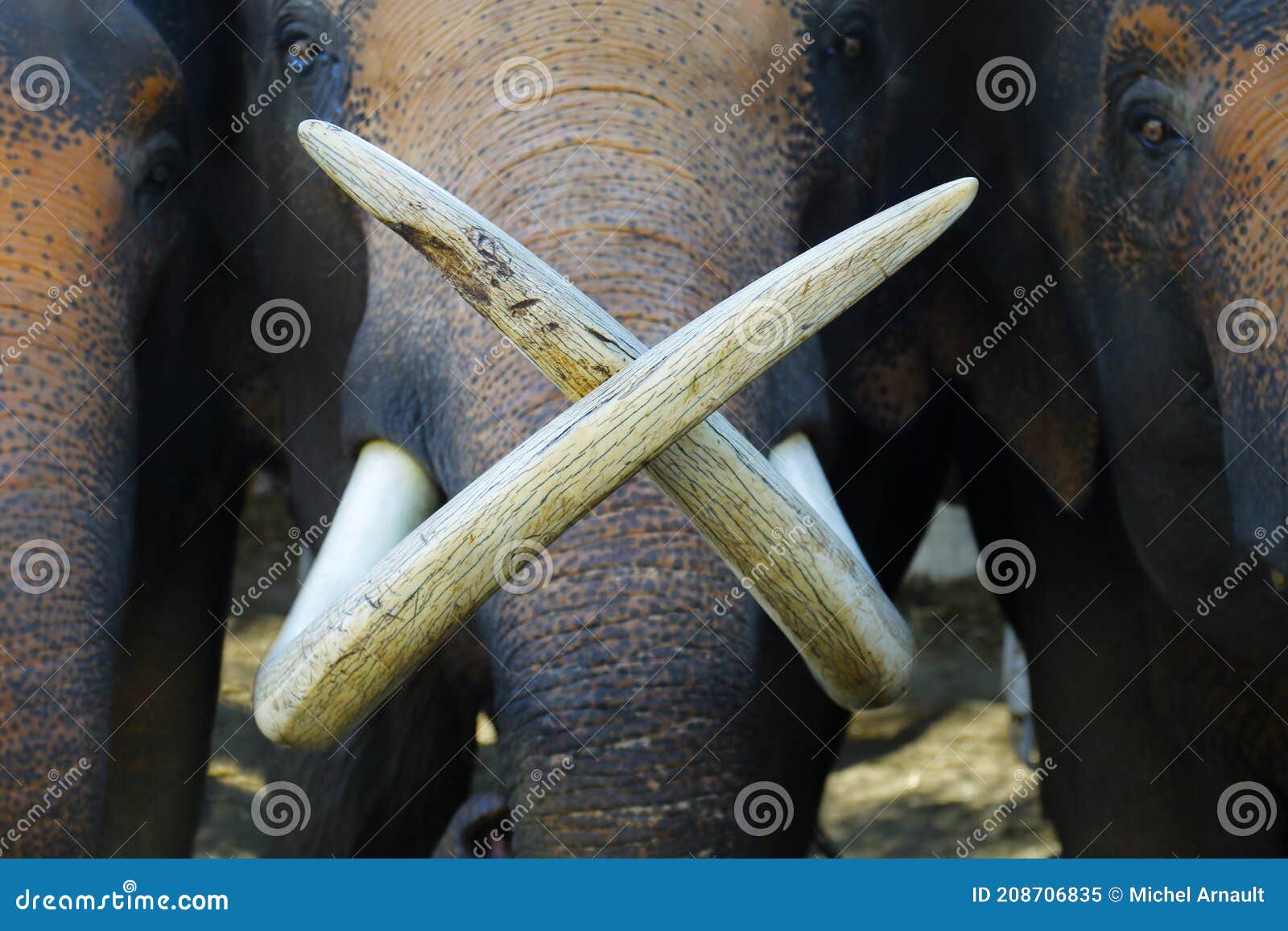 Close Up of Ivory Tusk of Asian Elephant Stock Image - Image of asia ...