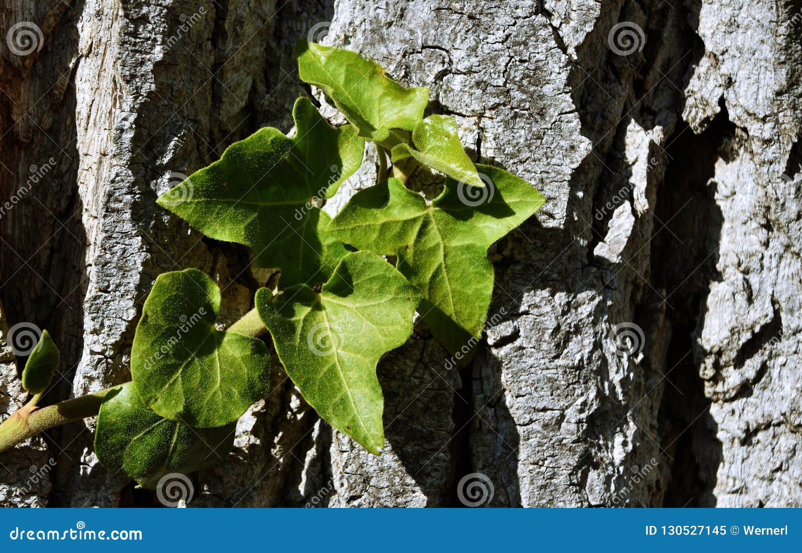 Ivy on a Tree stem stock image. Image of stem, plant - 130527145