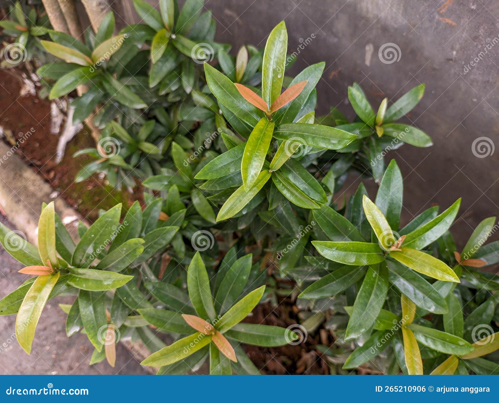 A Close Up of Ixora Chinensis Leaves Stock Photo - Image of coccinea ...