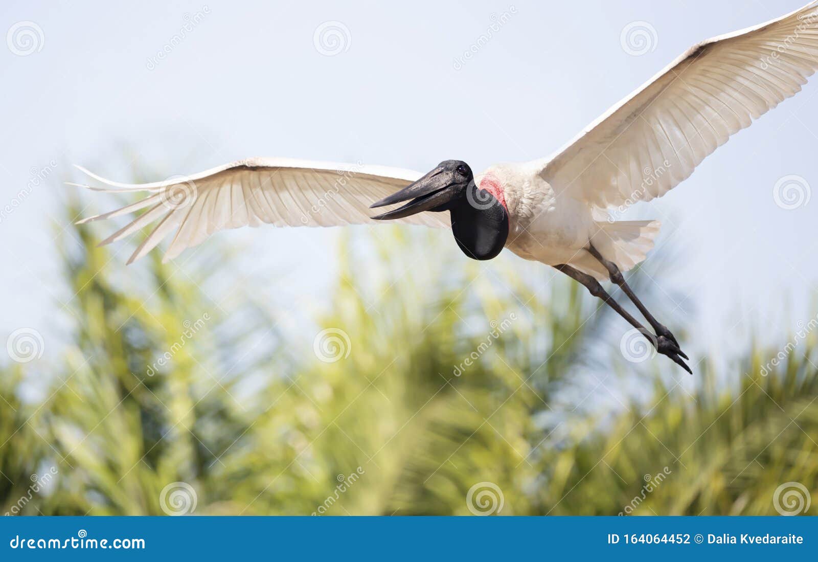 Close Up of Jabiru in Flight Stock Photo - Image of bank, animal: 164064452
