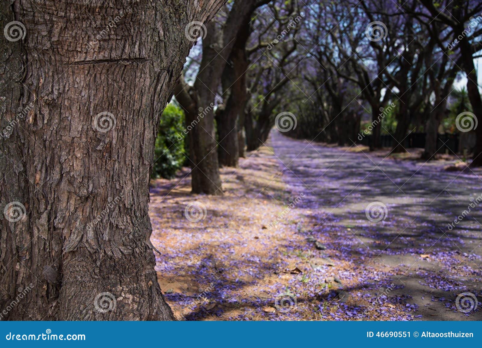 Close-up of Jacaranda Tree Trunk and Street with Flowers Stock Image ...