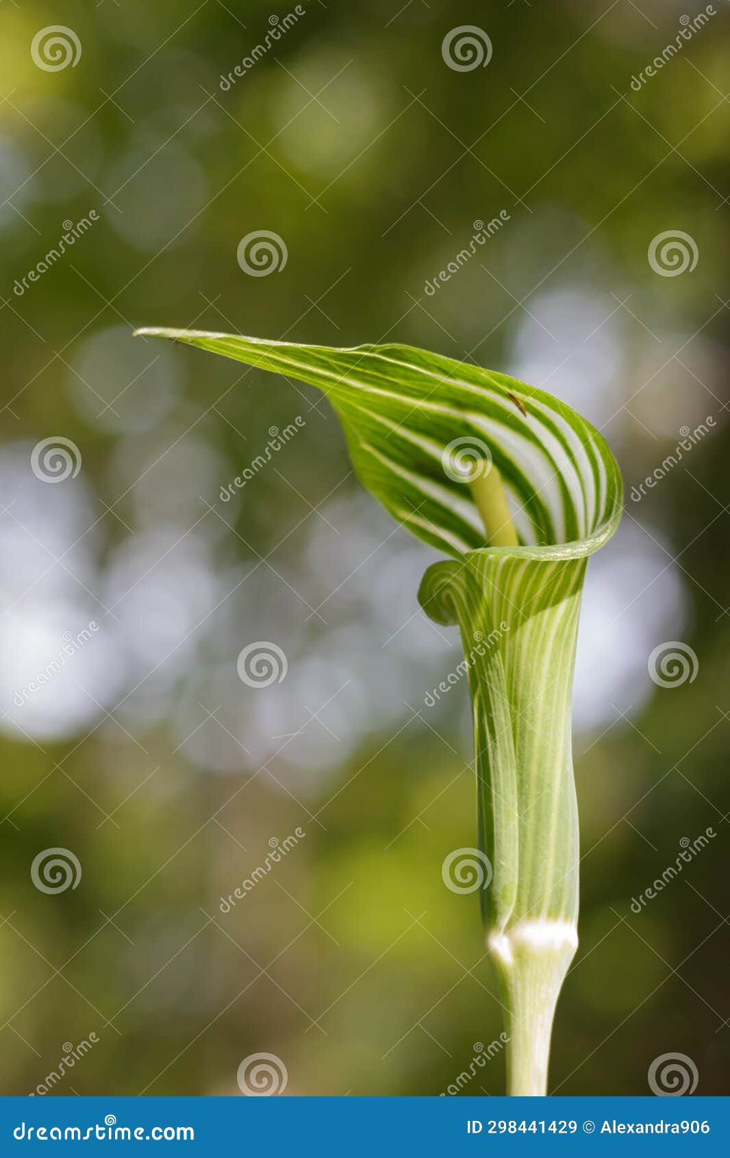 Close Up of Jack in the Pulpit Plant in Flower Stock Image - Image of ...