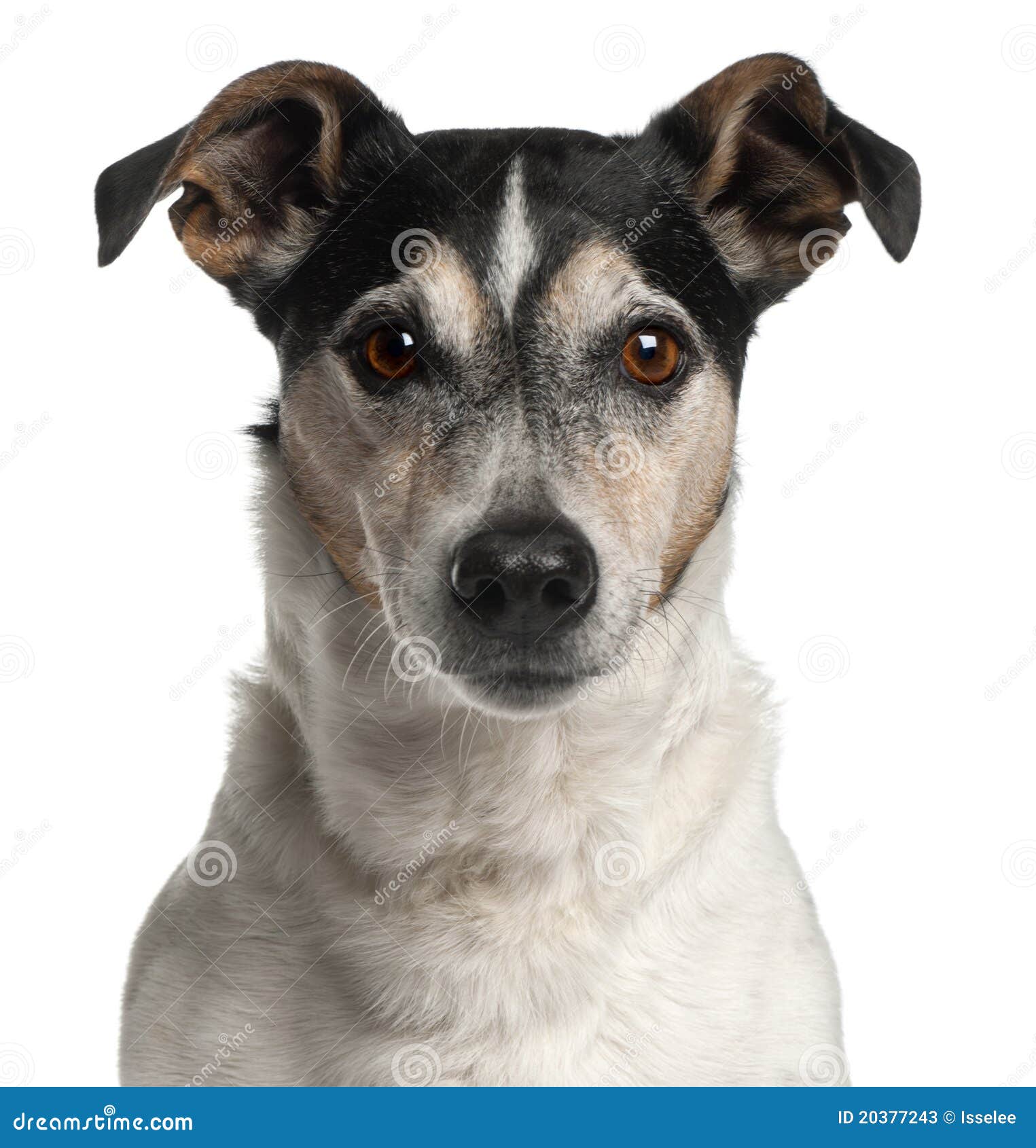Jack Russell Terrier Running On The Asphalt Next To A Painted STOP Road ...