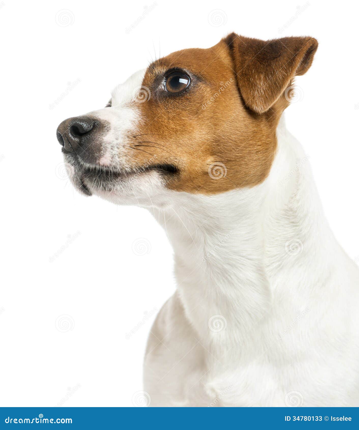 Close-up of a Jack Russell Terrier S Profile, Looking Up Stock Image ...