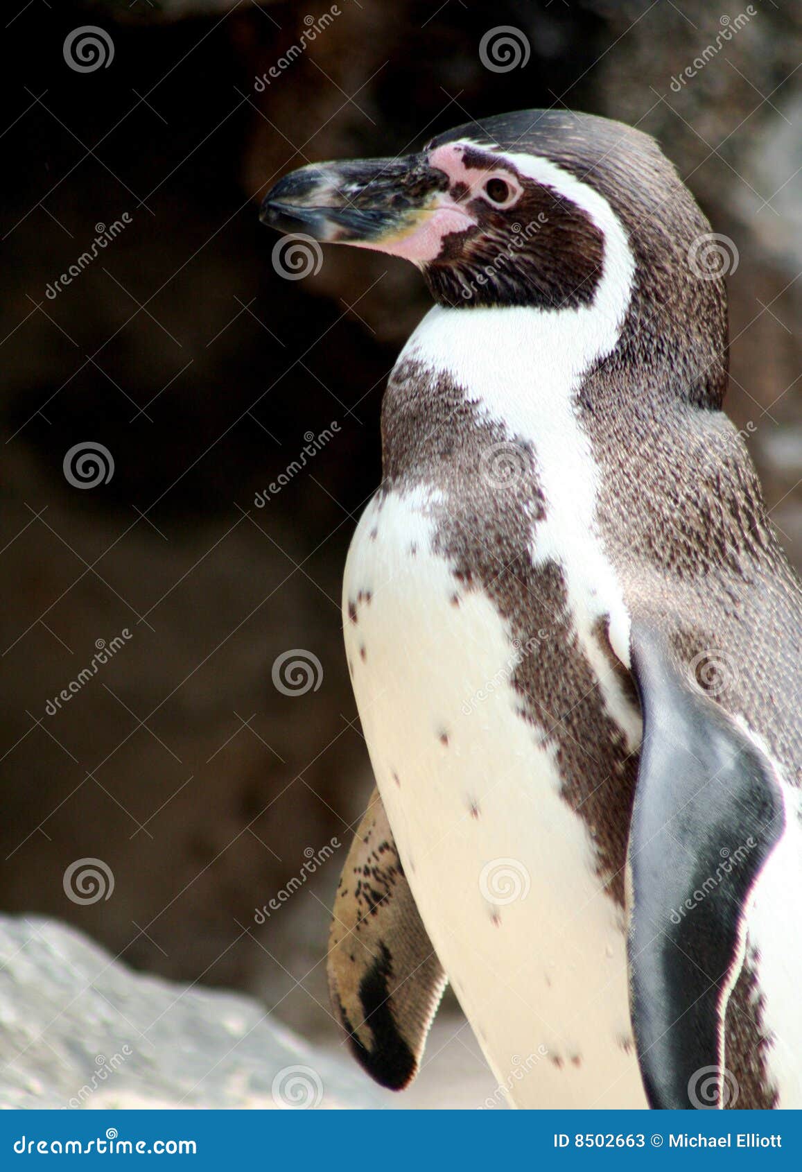 Close Up Penguin stock image. Image of cold, stand, right - 8502663