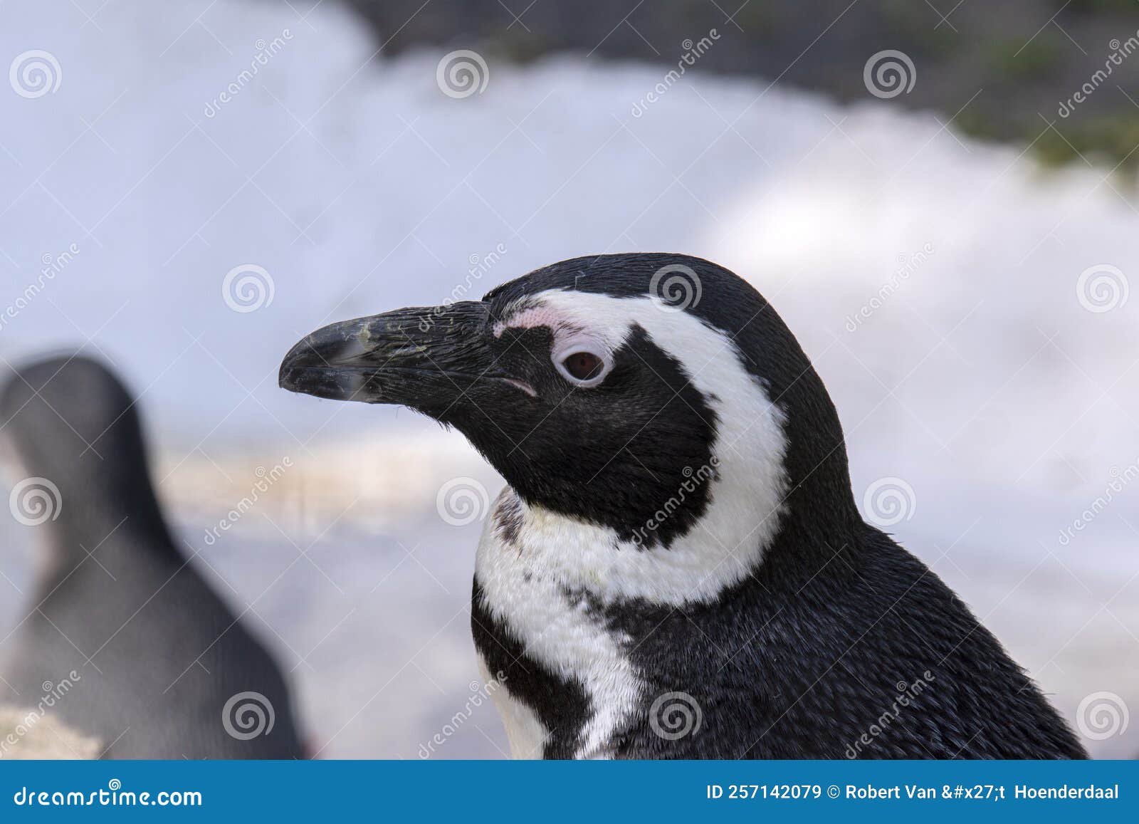 Close Up Penguin at Amsterdam the Netherlands 11-4-2022 Stock Image ...