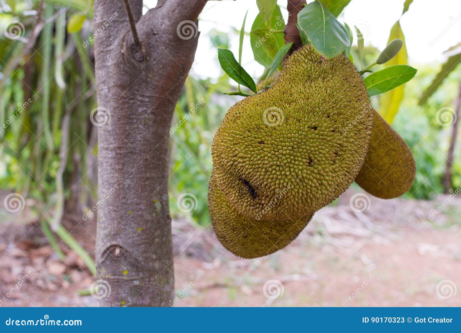 Close Up Jackfruit Fresh on Tree, Thai Fruit. Stock Image - Image of ...