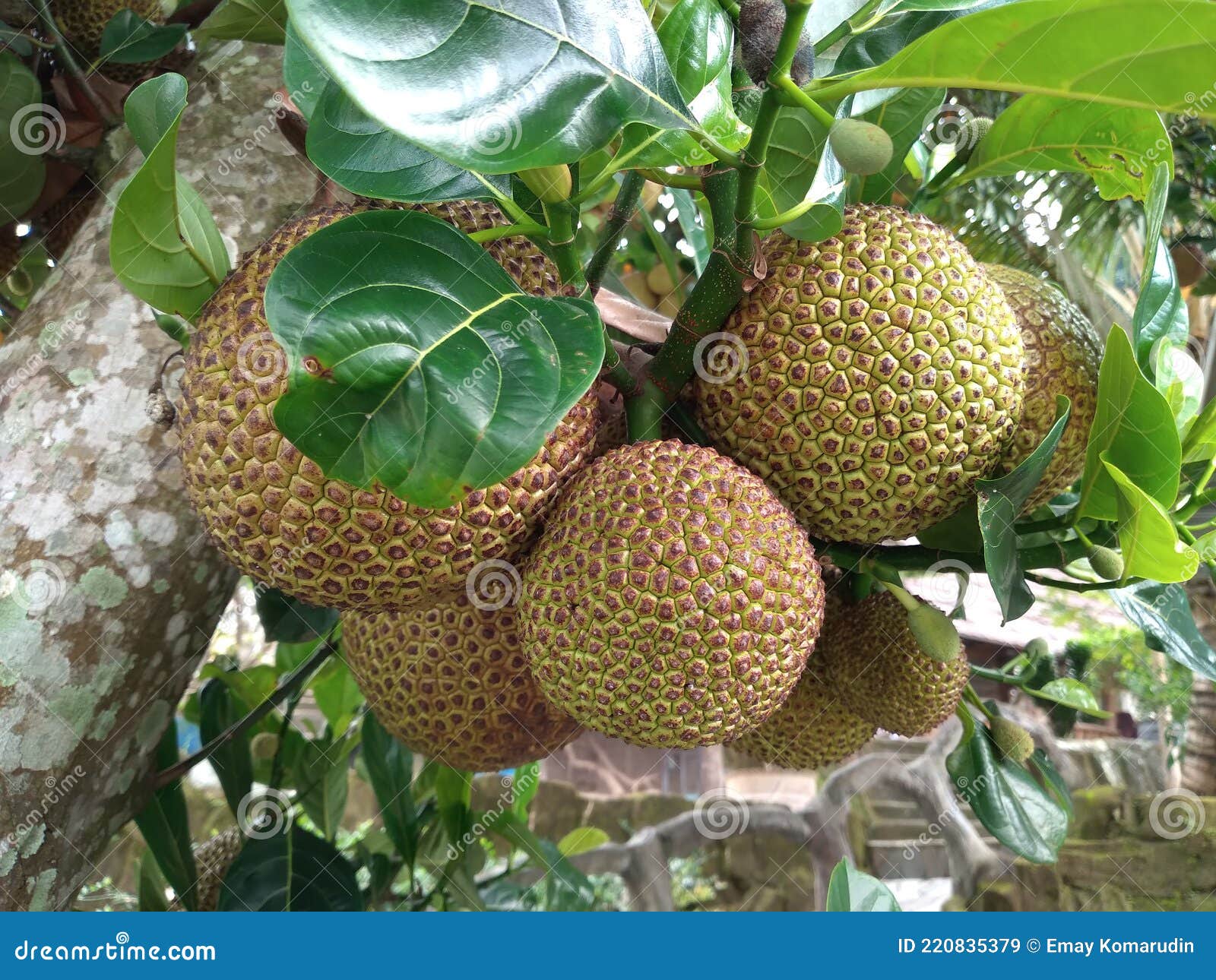 Close-up of a Jackfruit Growing on a Tree Stock Image - Image of flower ...