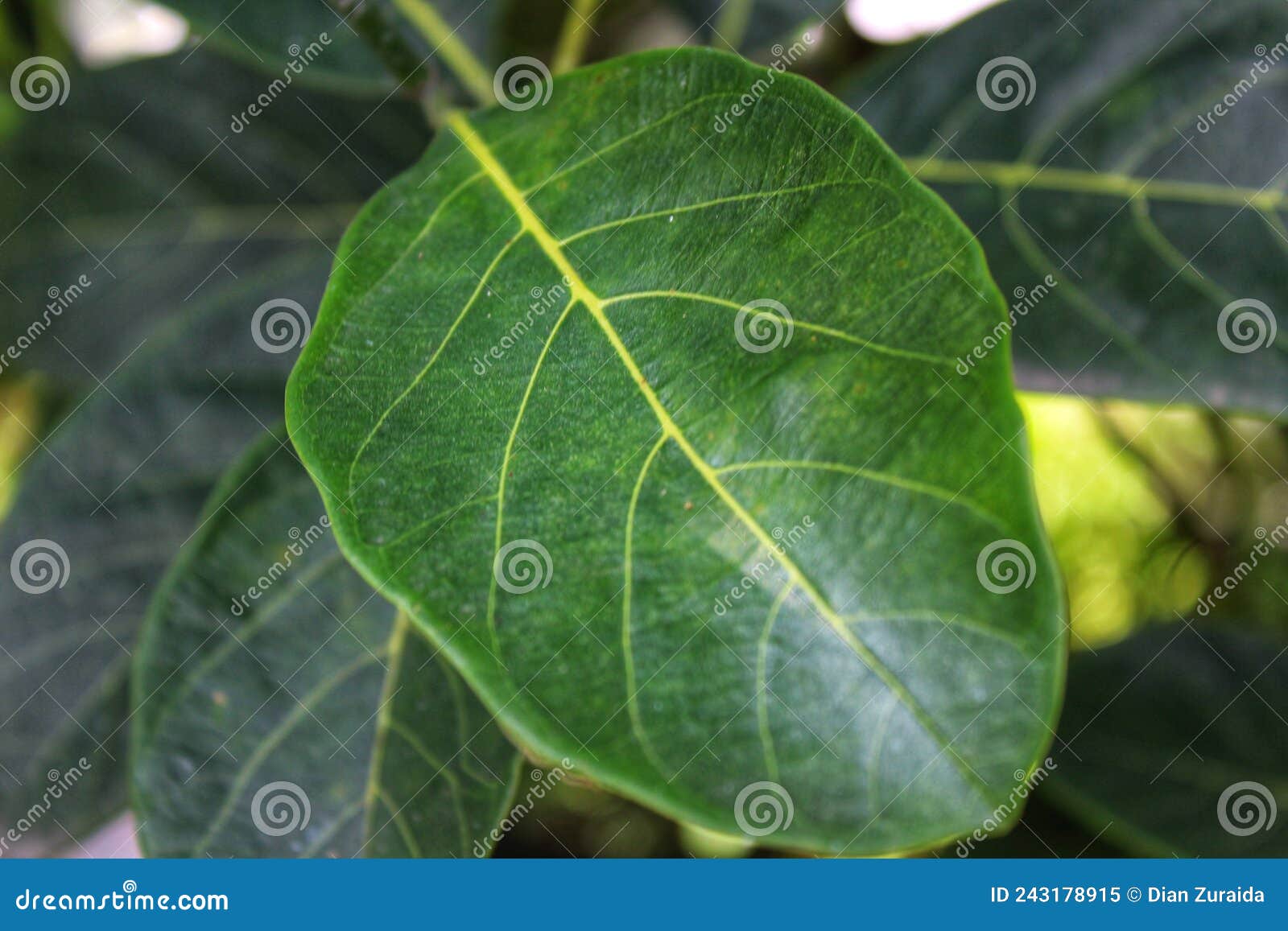 Looks Detail from Jackfruit Leaves Stock Image - Image of isolated ...