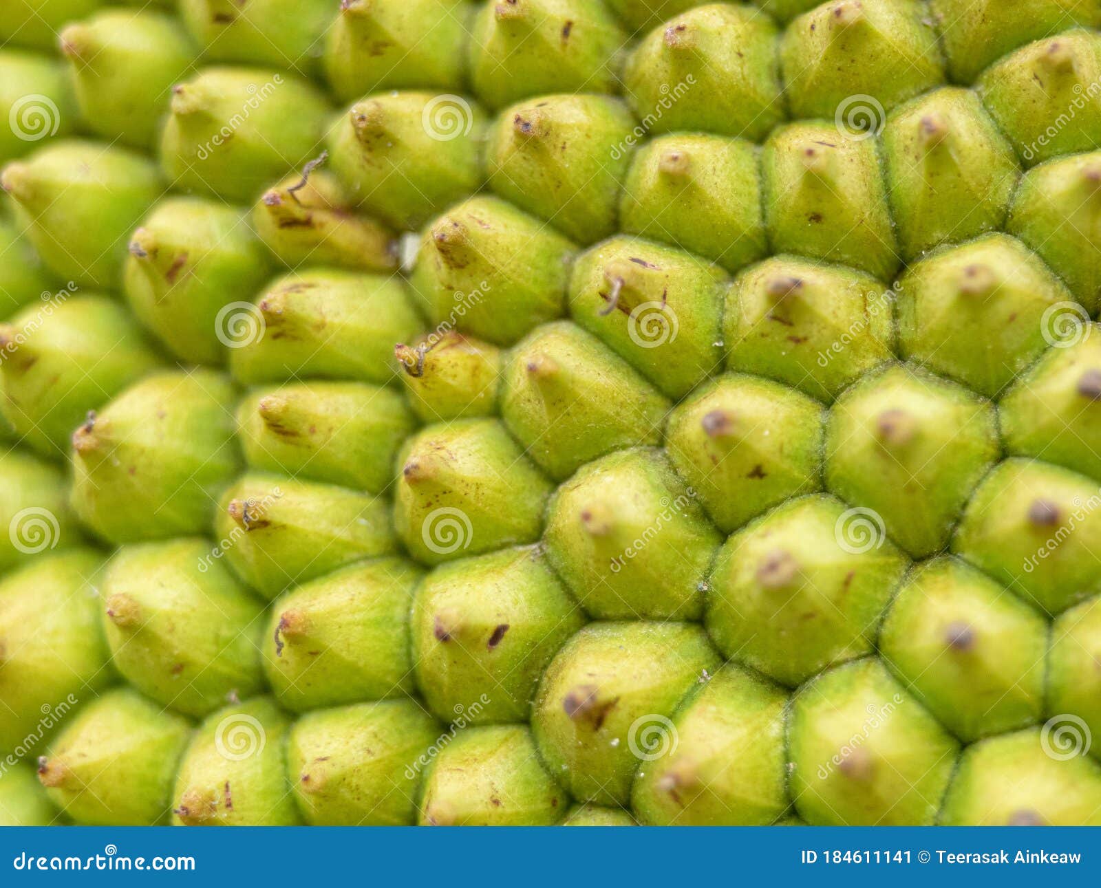 Close Up of the Jackfruit Peel Texture, Rough Green Surface of Tropical ...