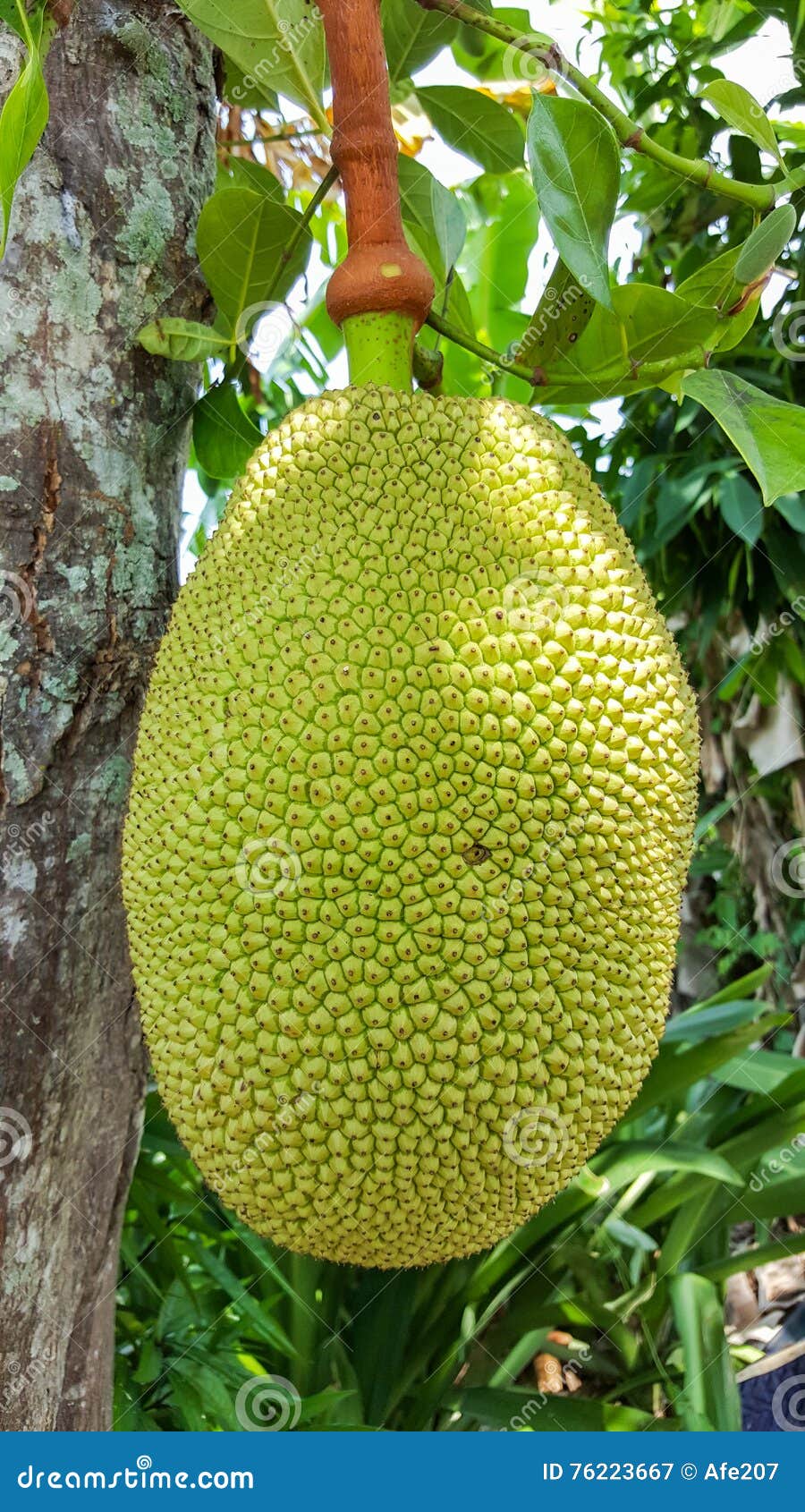 Close-up jackfruit on tree stock image. Image of green - 76223667
