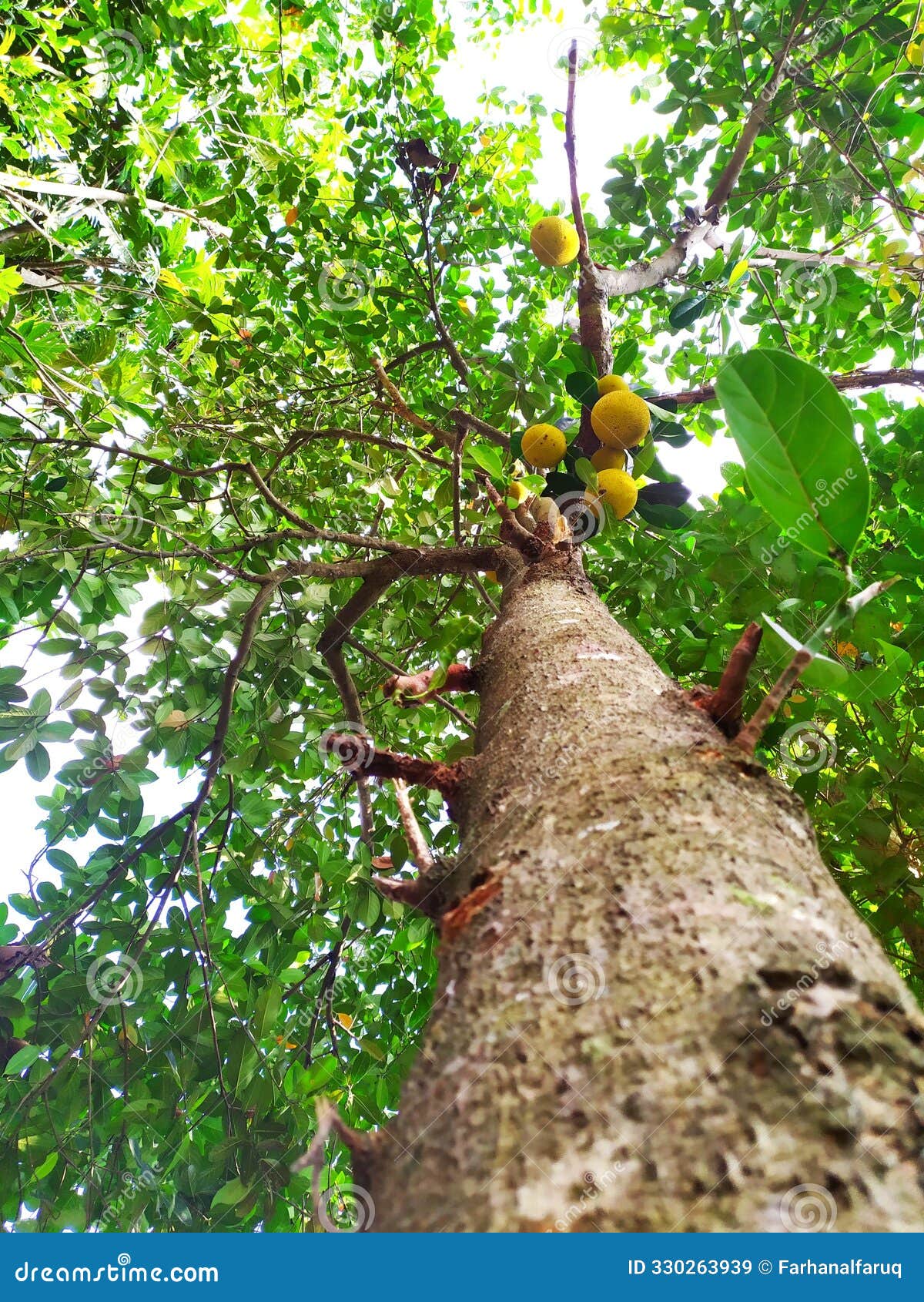Close Up of Jackfruit View Under the Tree Stock Image - Image of ...