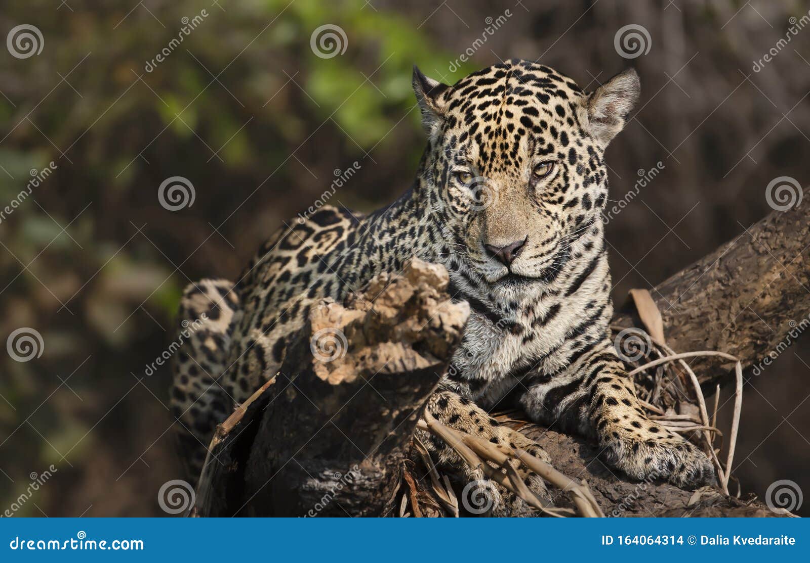 Close Up of a Jaguar on a Fallen Tree Stock Photo - Image of jungle ...