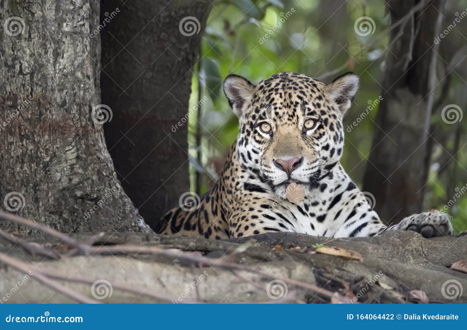 Close Up of a Jaguar Lying on a Tree Stock Photo - Image of jaguar ...