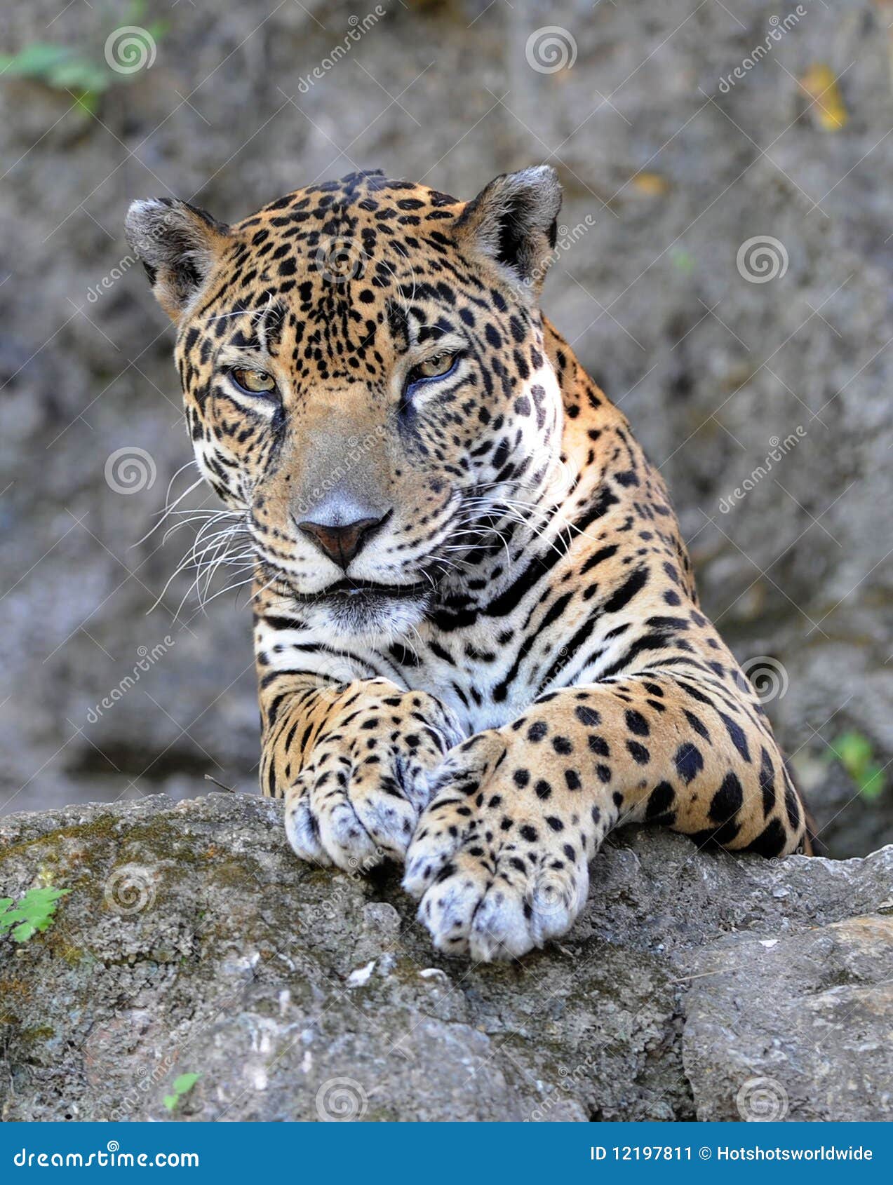 Close Up of Jaguar or Pantera Onca , Guatemala Stock Image - Image of ...