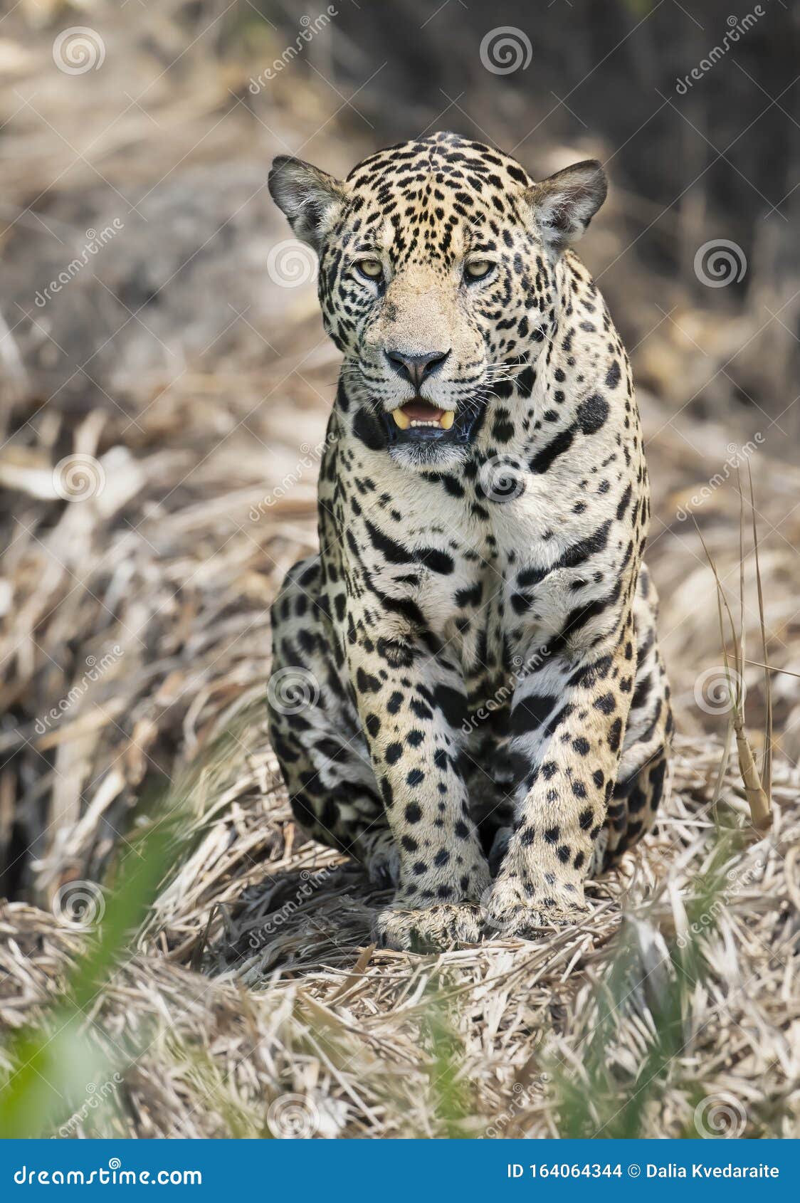 Close Up of a Jaguar Sitting on a Fallen Tree Stock Photo - Image of ...