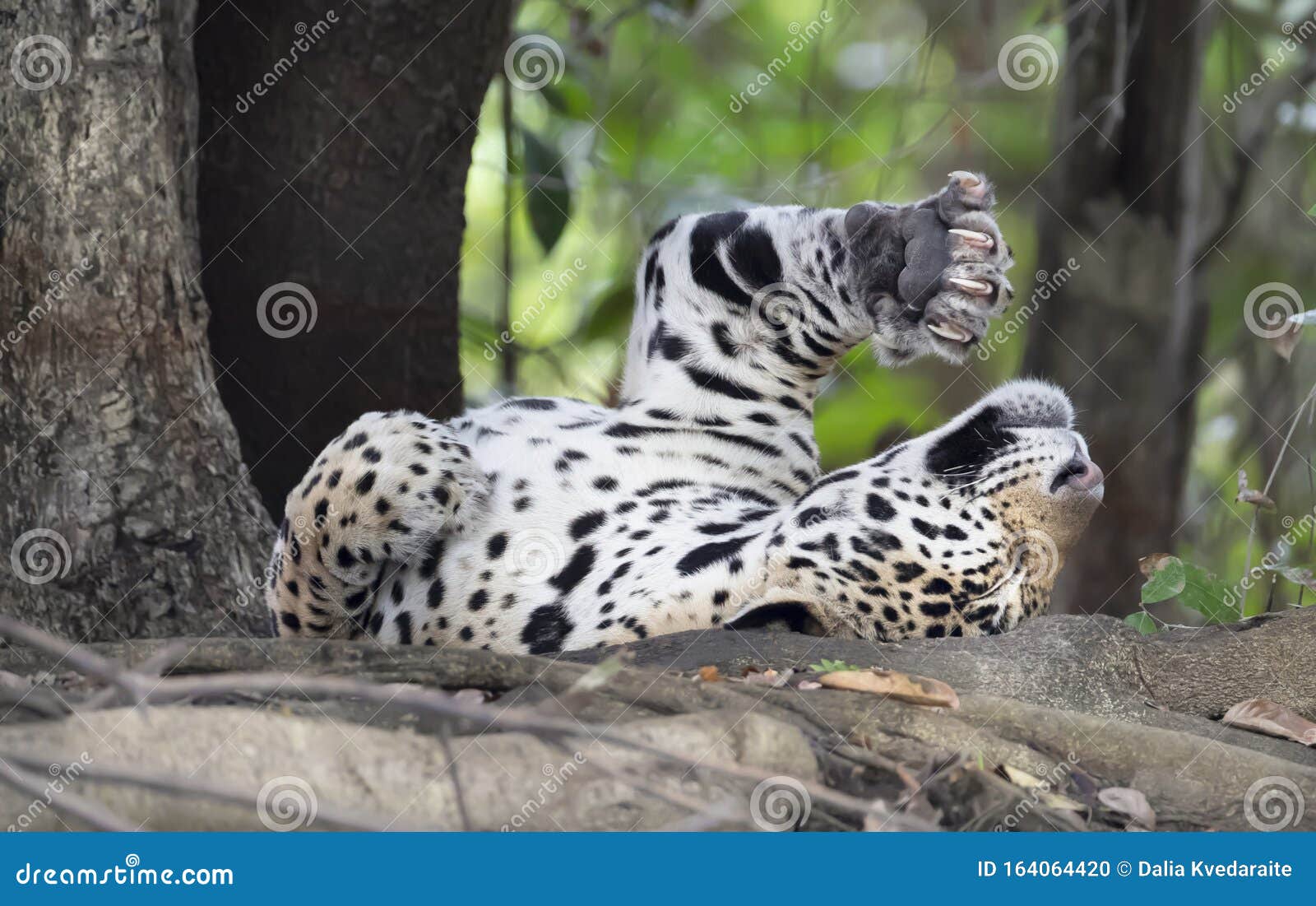 Close Up of a Jaguar Stretching on a Fallen Tree Stock Photo - Image of ...