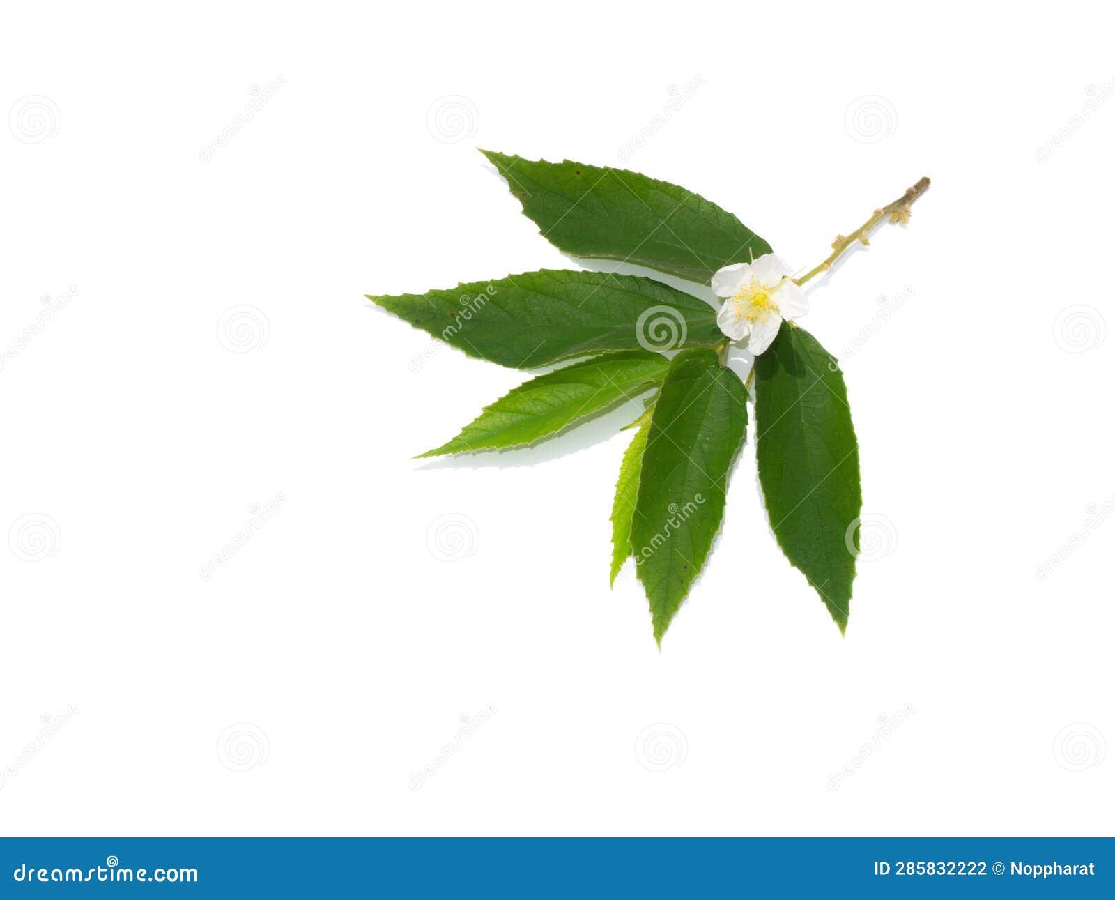 Close Up Jam Tree, Jamaican Cherry, Malayan Cherry, West Indian Cherry ...