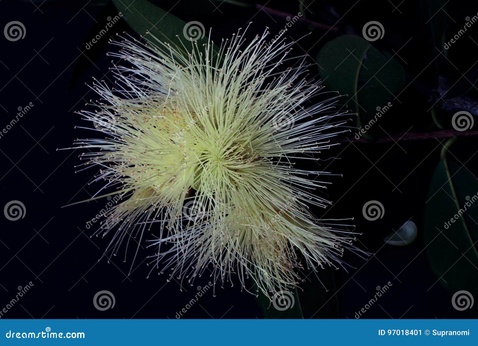 Jambo Flower Stock Photos - Free & Royalty-Free Stock Photos from ...
