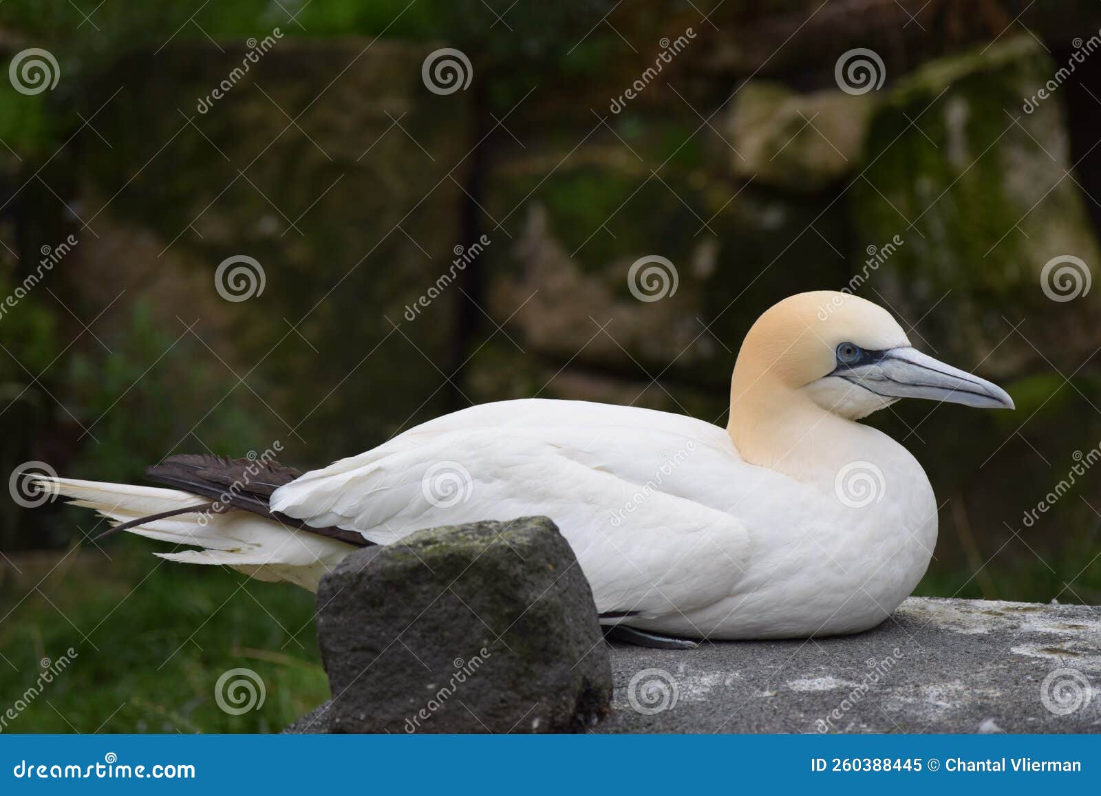 Close-up of a Jan Van Gent Bird Stock Image - Image of shorebird ...