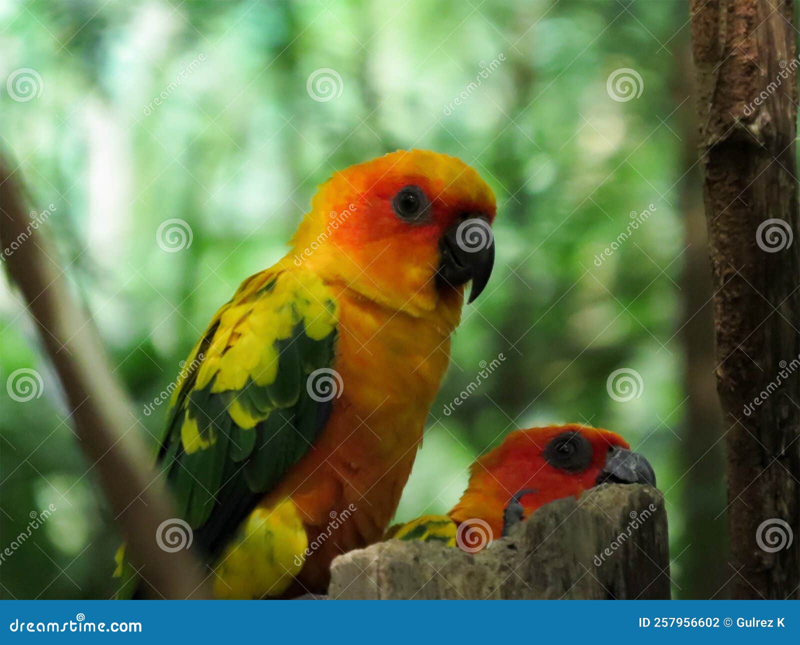 Close Up of Jandaya Parakeet or Sun Conures, Vibrant Colors Stock Photo ... Close Up of Jandaya Parakeet or Sun Conures, Vibrant Colors Stock Photo ...