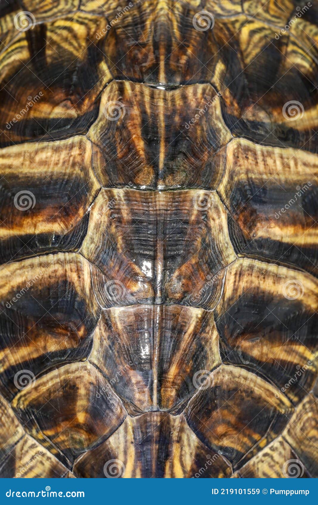 Close Up Japan Turtle Skin for Animal Texture Stock Image - Image of ...