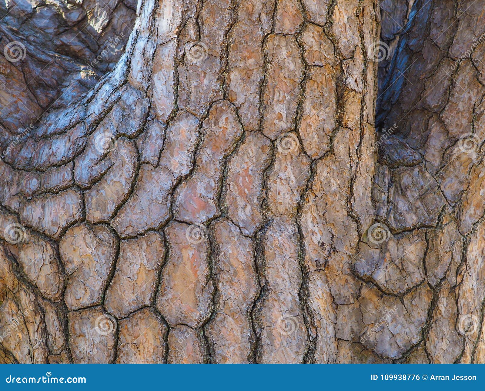 Close Up of Japanese Black Pine Tree Trunk and Limbs. Stock Photo ...
