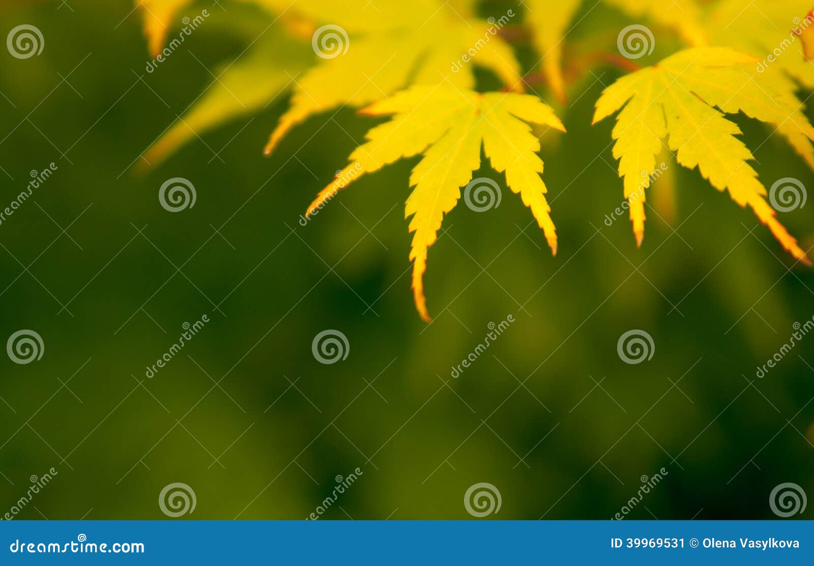 Close-up Japanese Maple Yellow Leaves Stock Image - Image of japanese ...