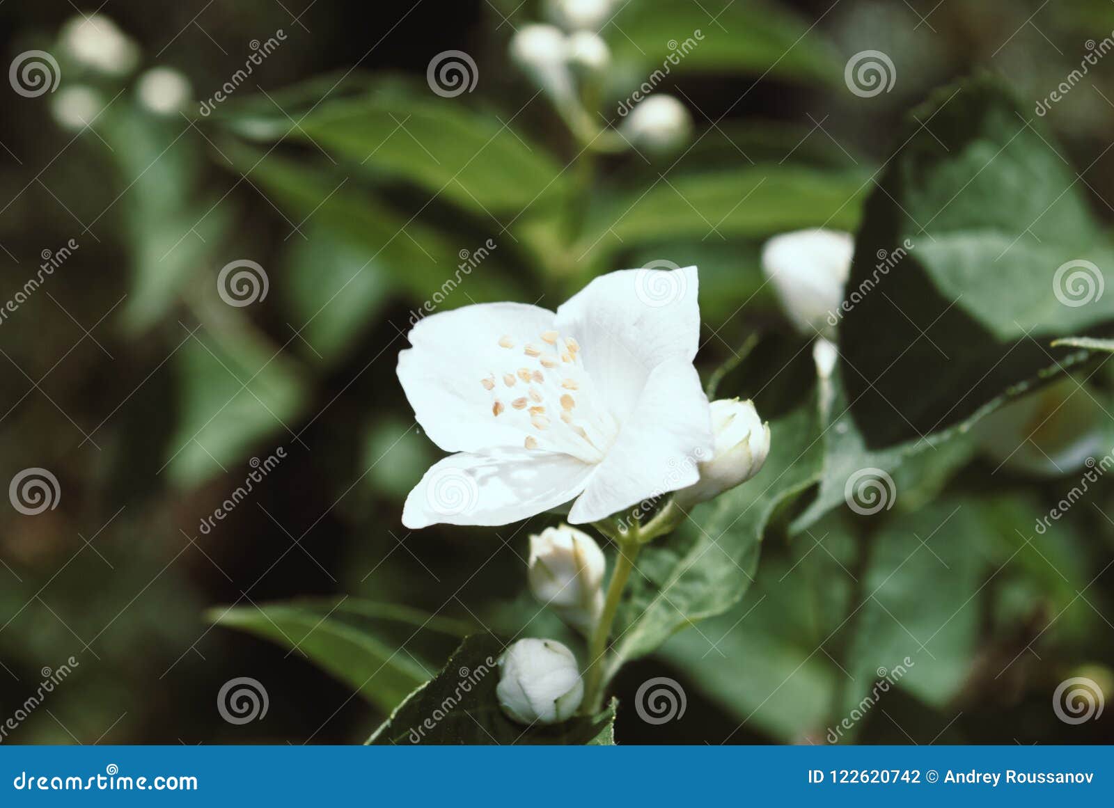 Close Up Jasmine Flower in a Garden Stock Photo - Image of flowers ...