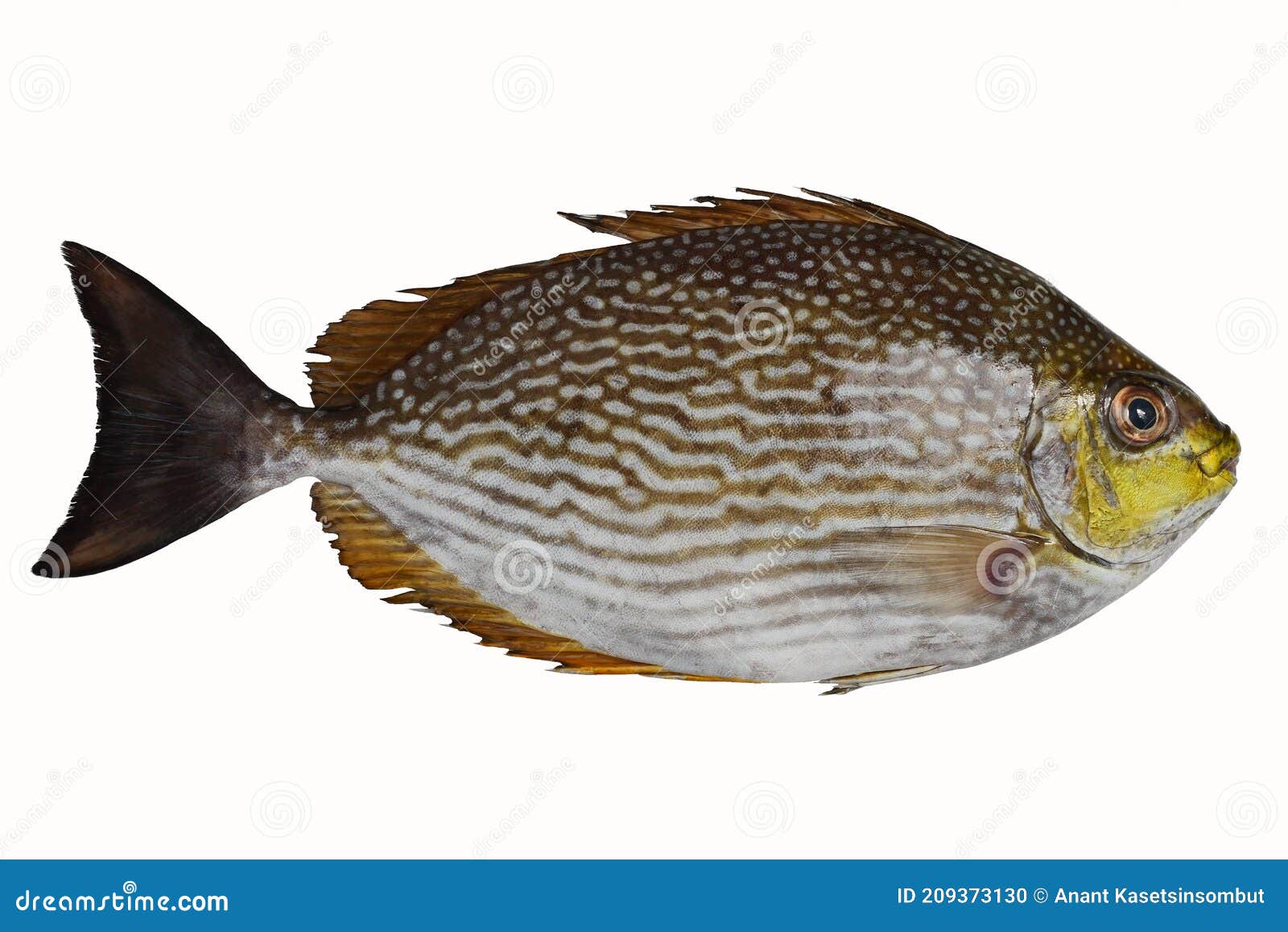 Close Up Java Rabbitfish Fish Isolated on White Background Stock Photo ...